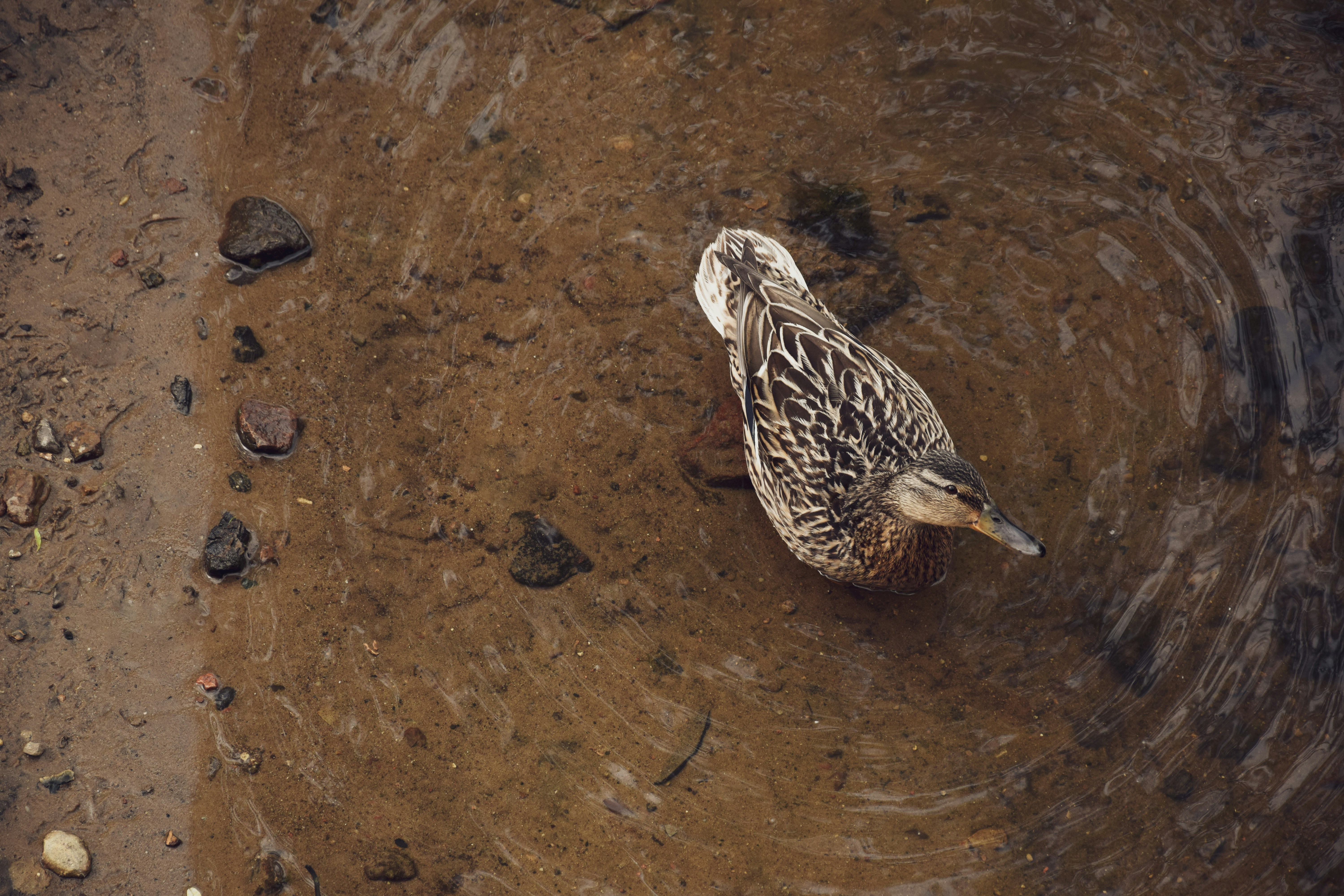 Duck sitting by the river