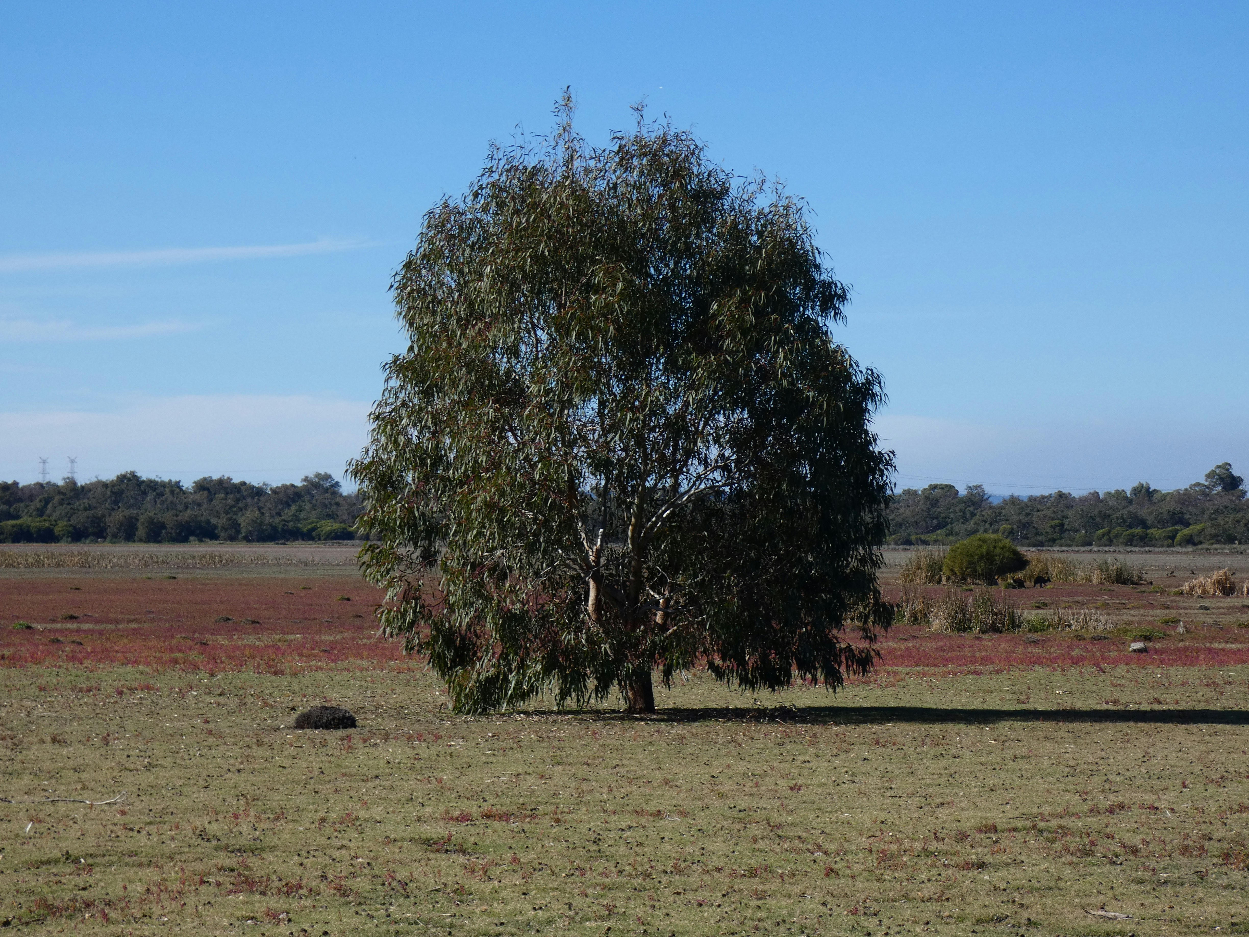 Lone Arboreal Sentinel on a Red Plain Beneath a Cerulean Sky