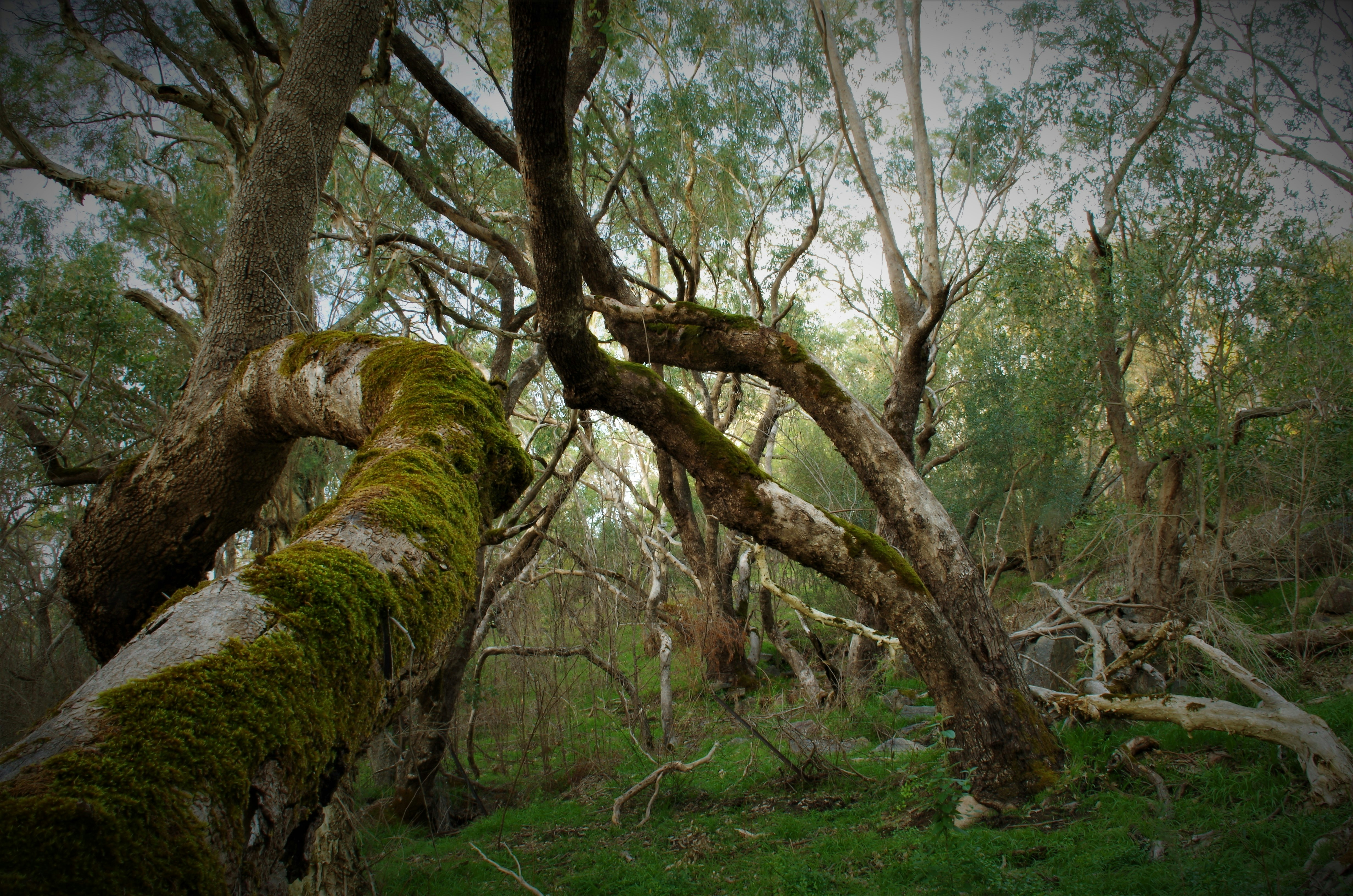 Moss-Wrapped Arches: A Forest of Curving Trunks in Dappled Light