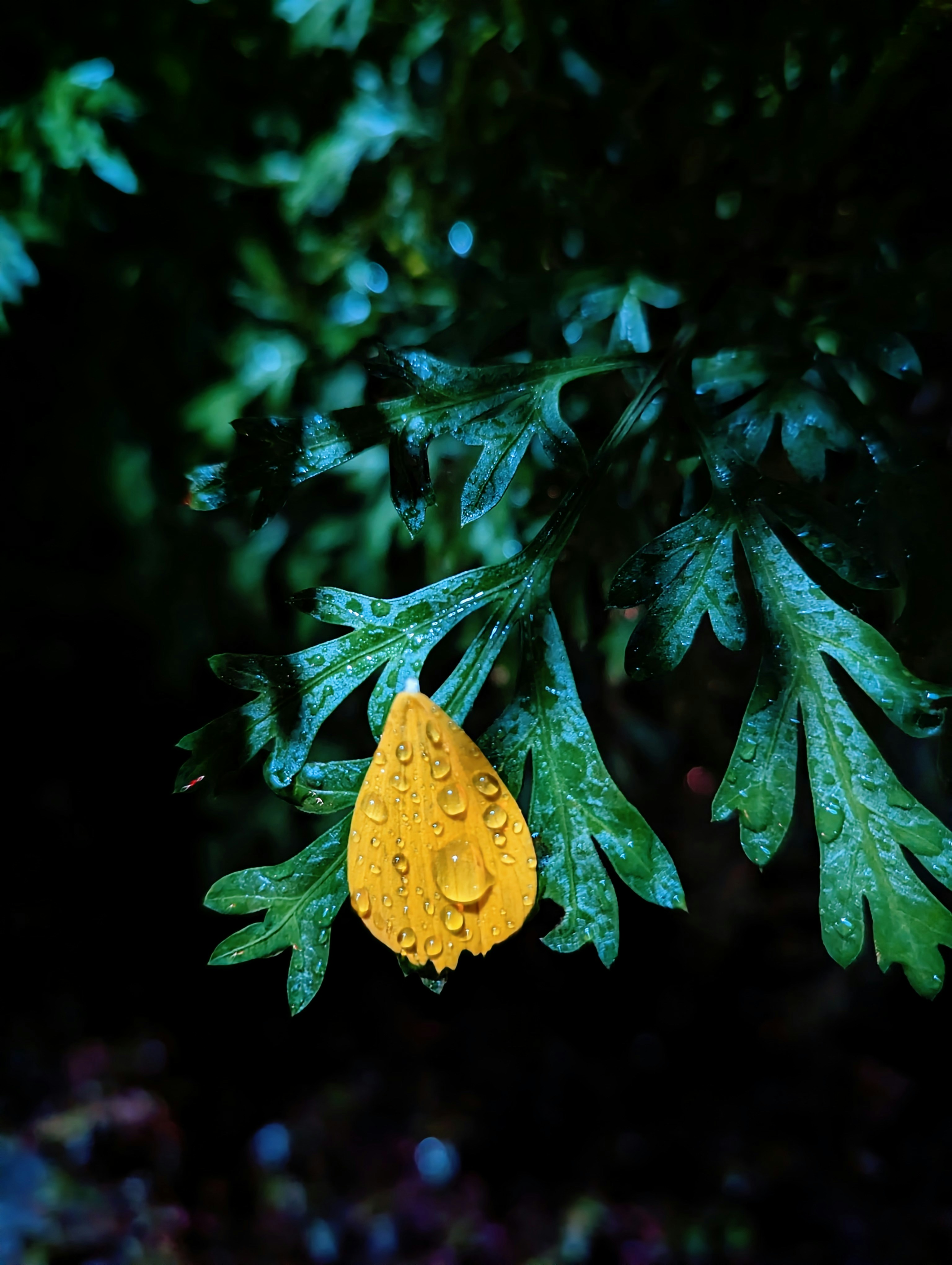 Rain-Kissed Yellow Leaf Framed by Shadowed Emeralds