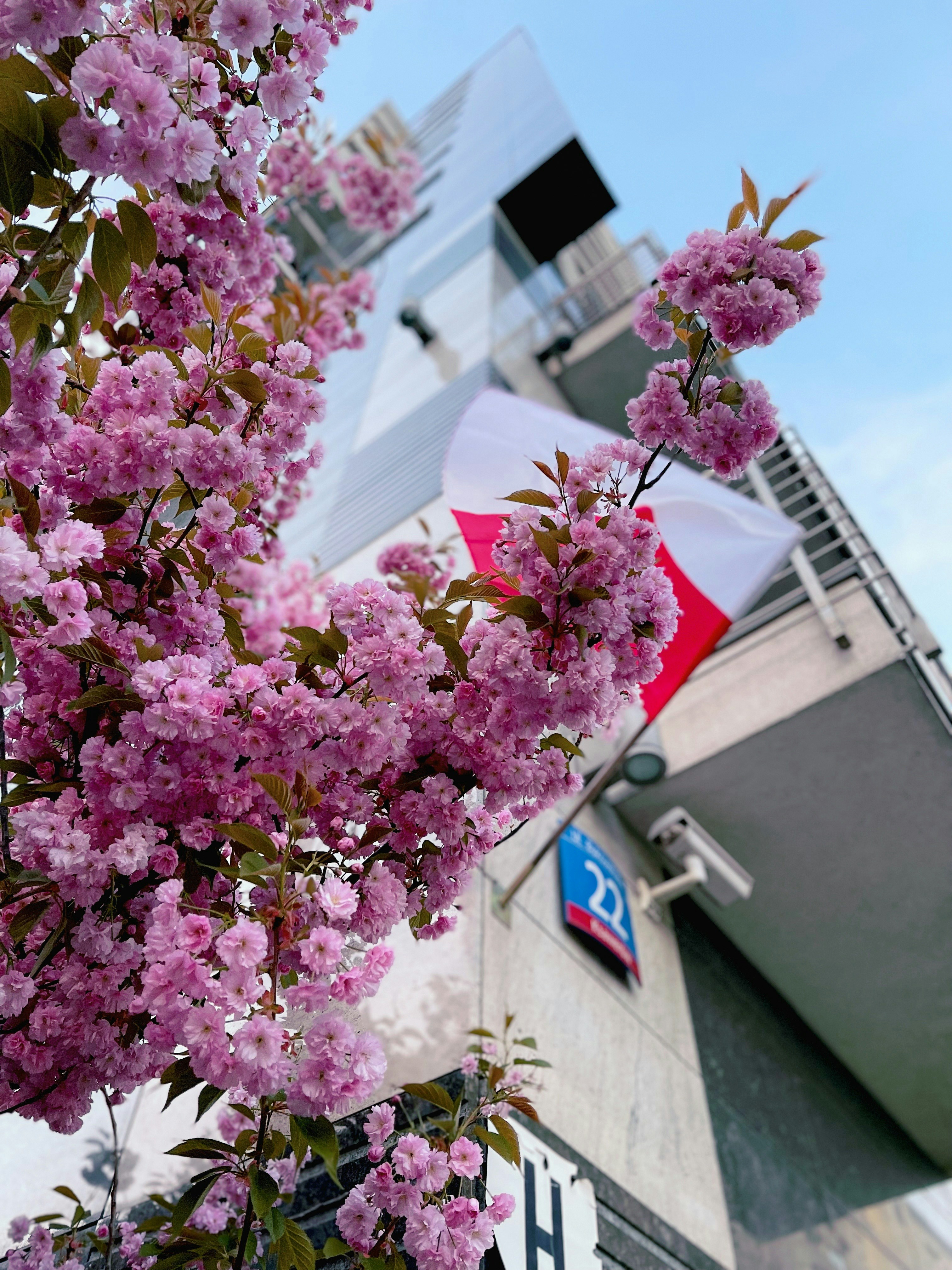 Spring in Warsaw🌺