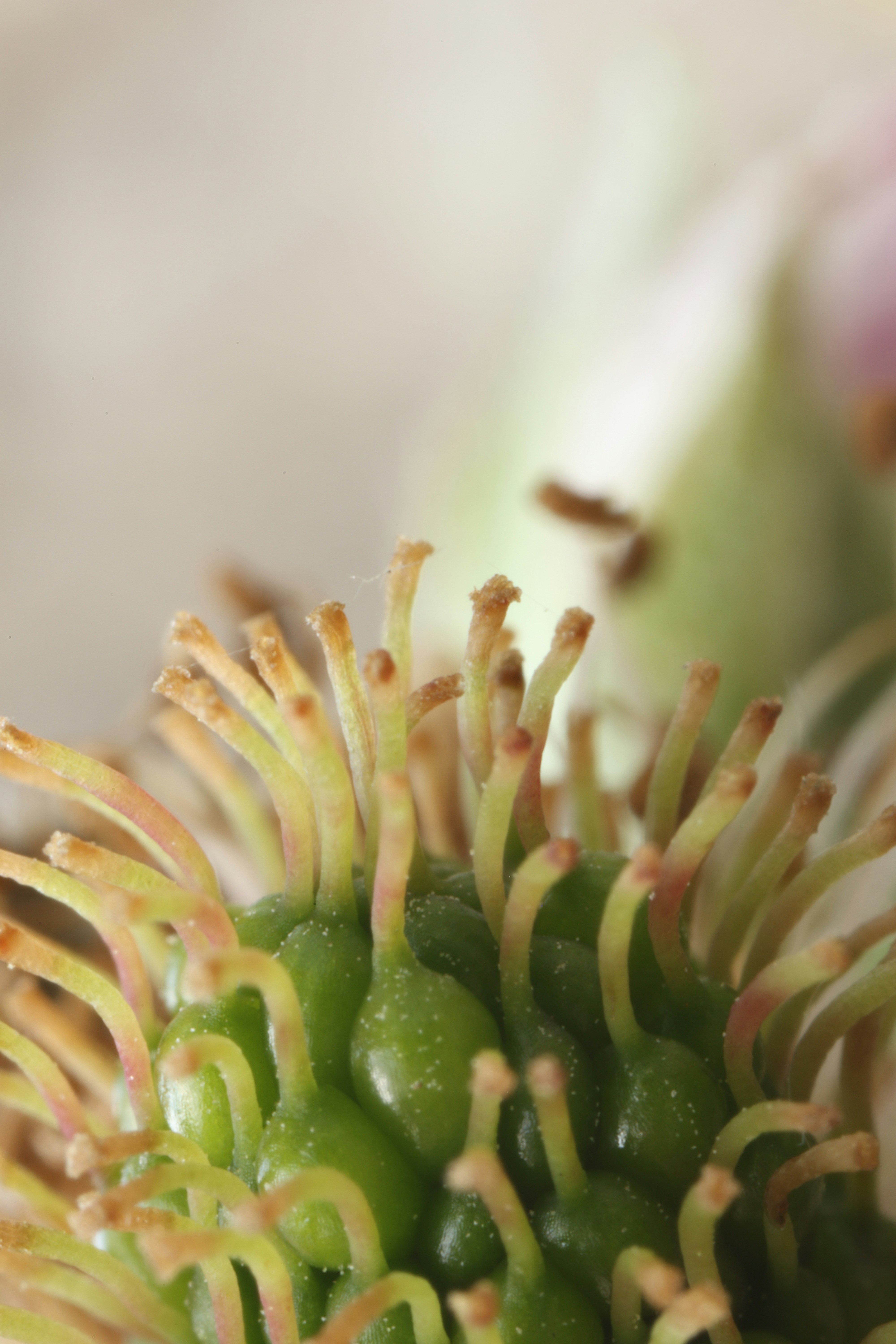 Macro Kernel: Green Centerpiece with Orange-Top Filaments