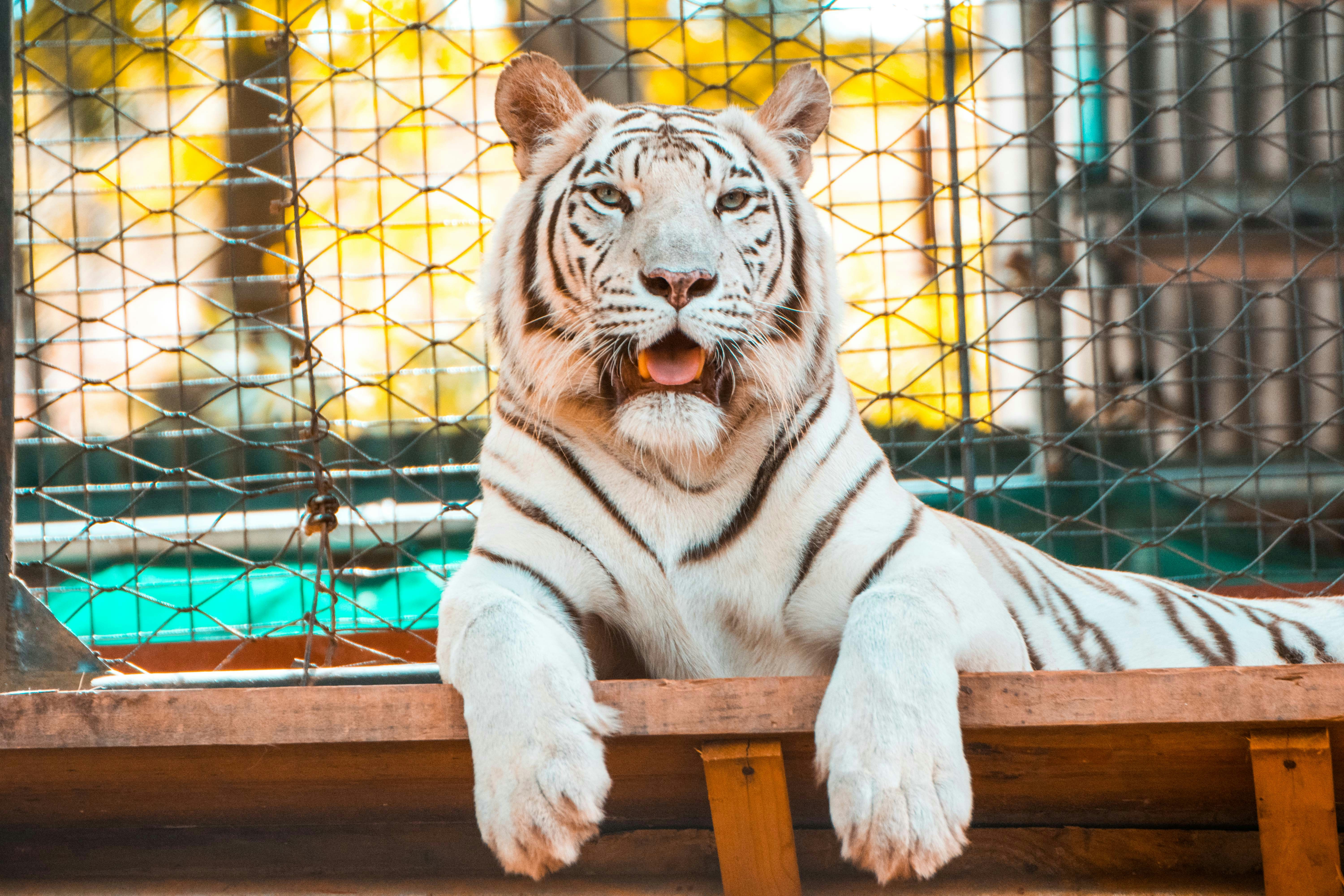 A white tiger laying on top of a wooden bench photo – Free Animal Image ...