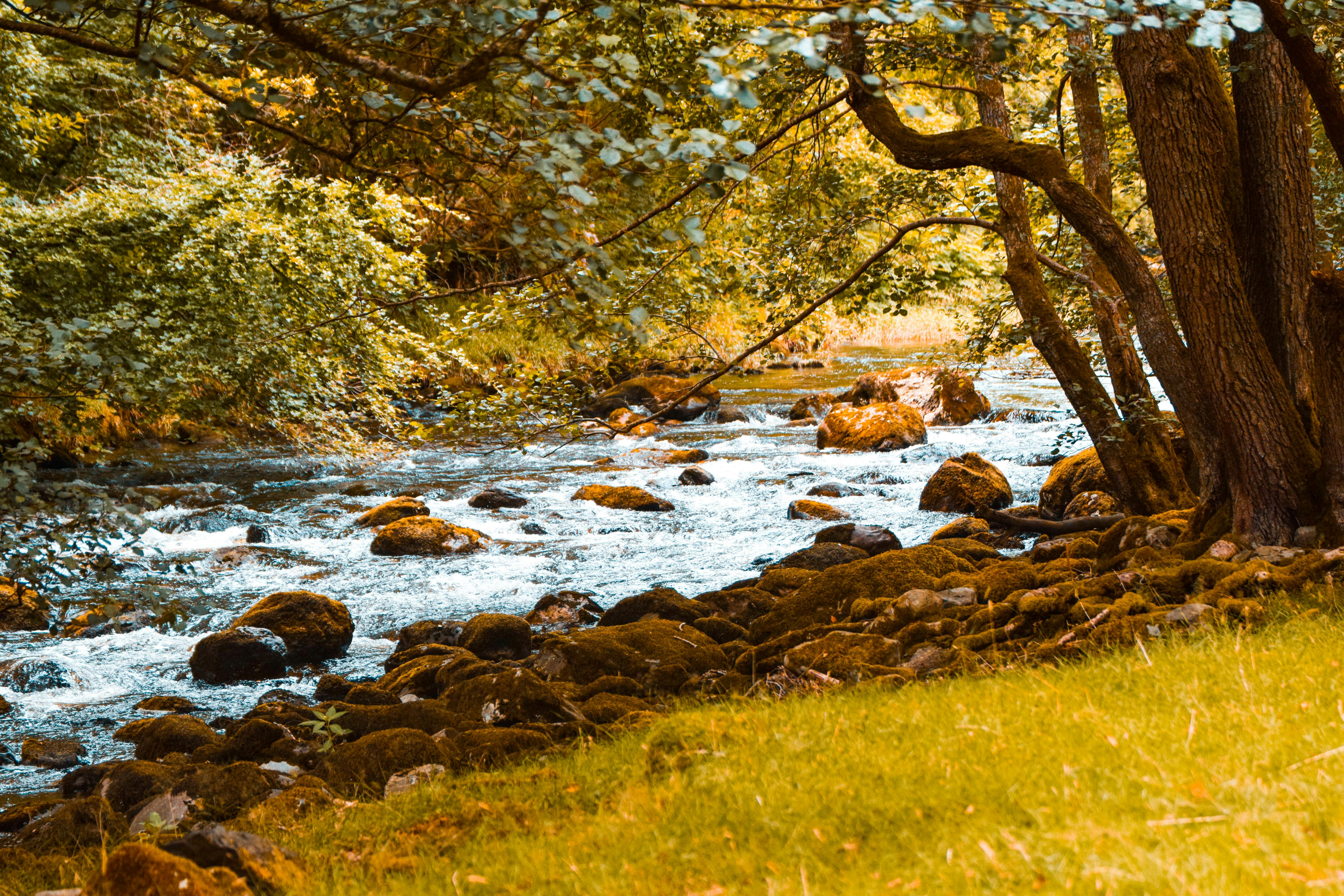 Amber Currents Along a Sunlit Autumn Riverbank
