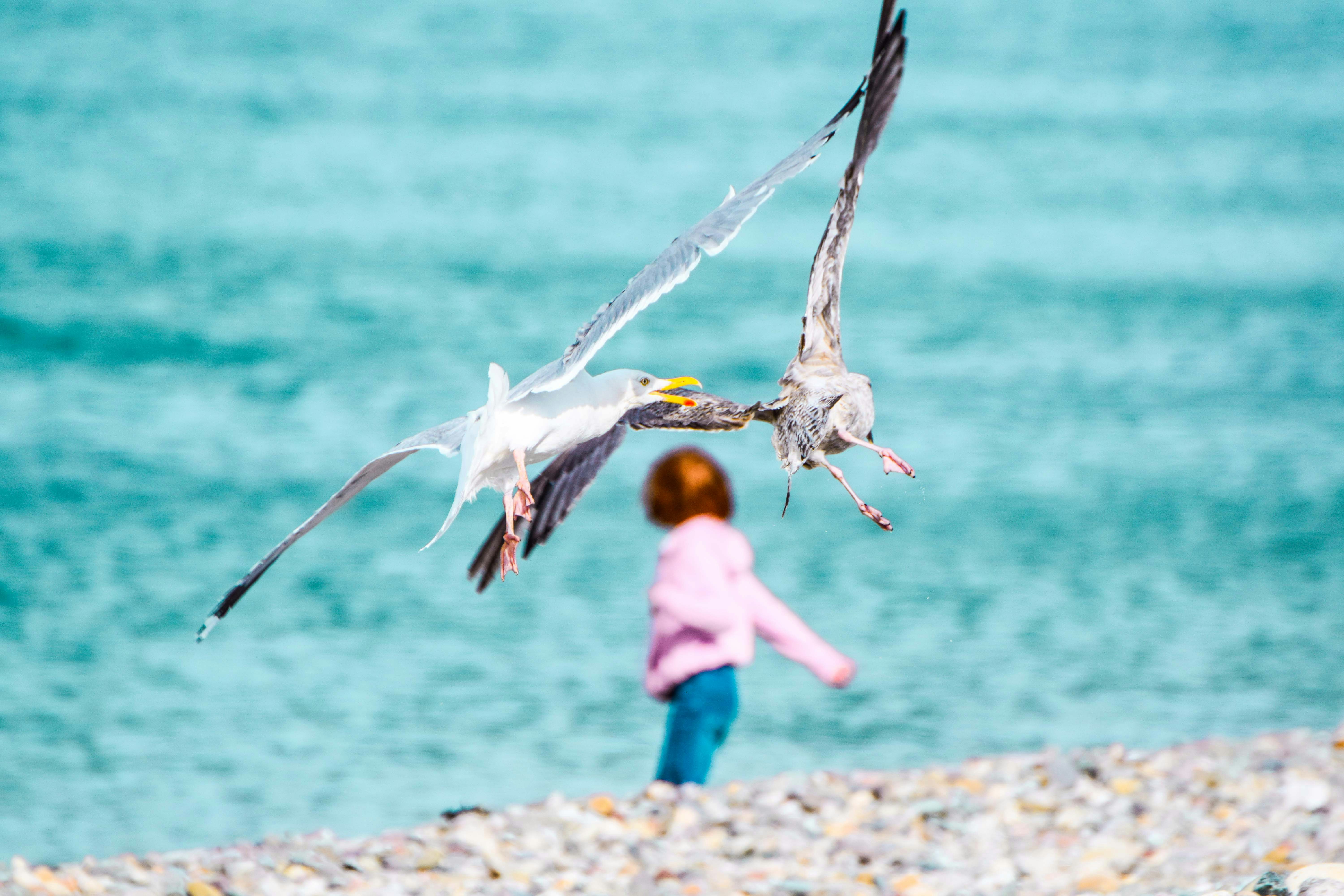 Blurry Beach Goodbye: Seagull Dash Over a Child on Pebble Shore