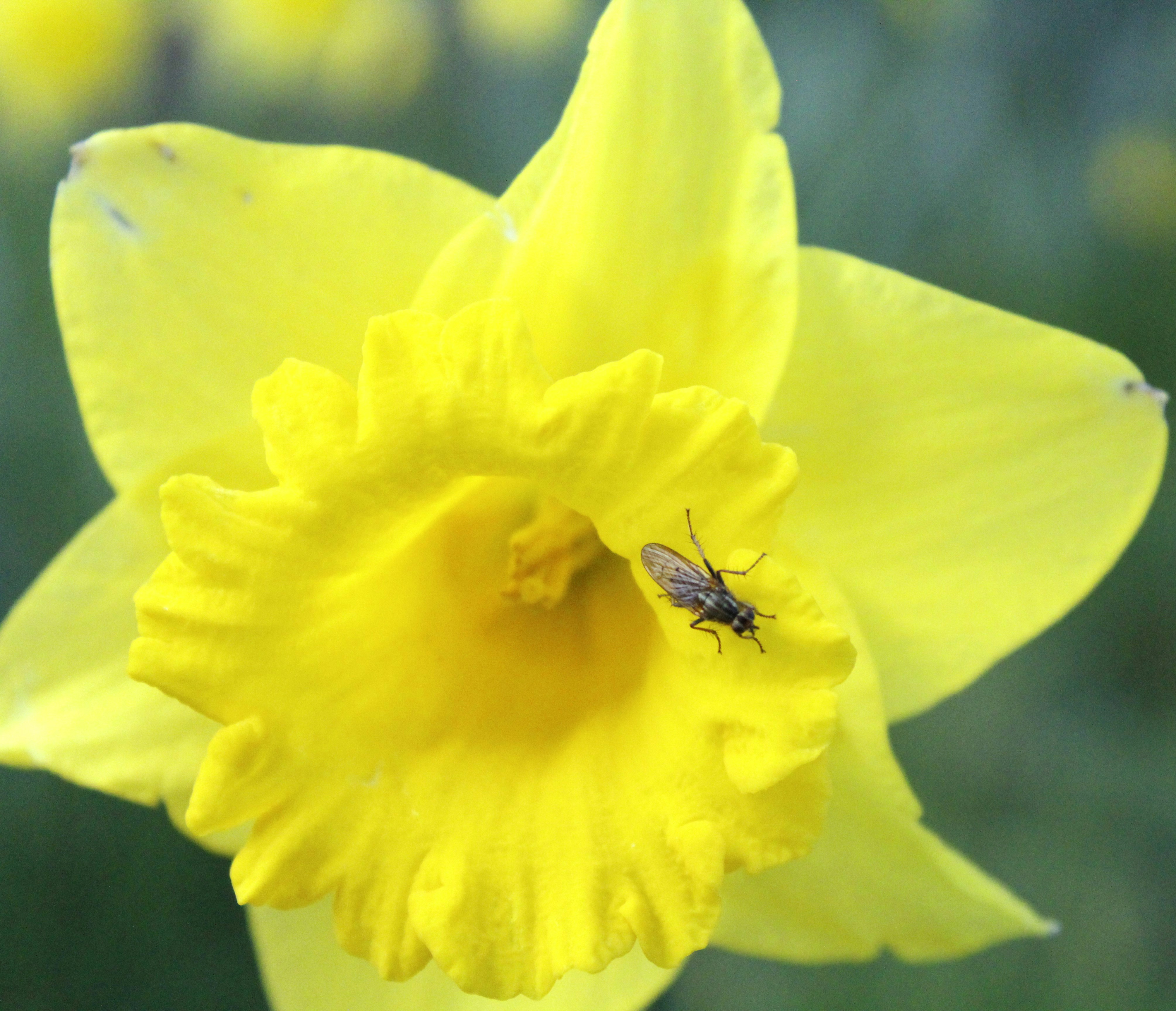 Beetle on a Daffodil: a Sunlit Micro-Detail