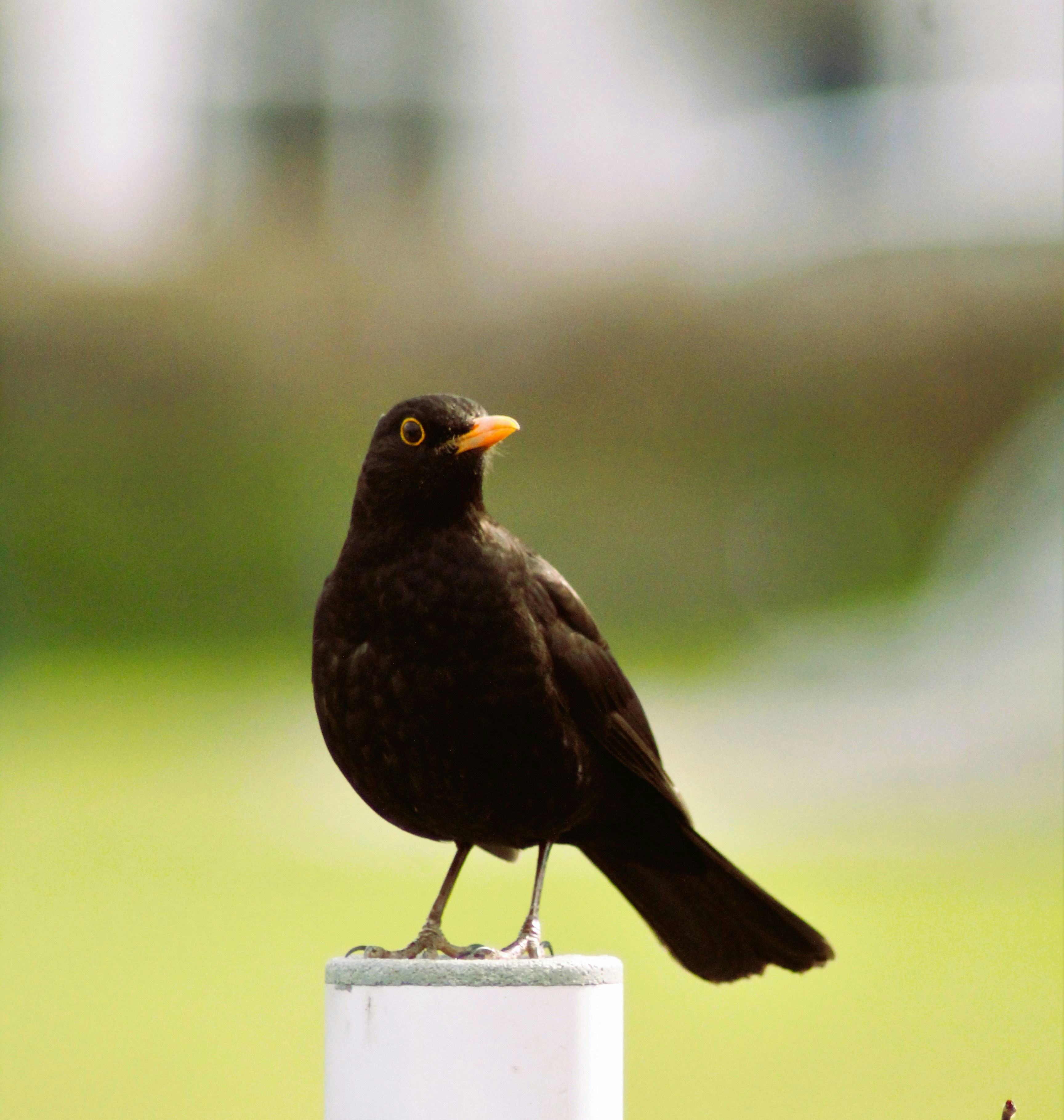 Blackbird on a white perch: a crisp portrait against a soft garden blur