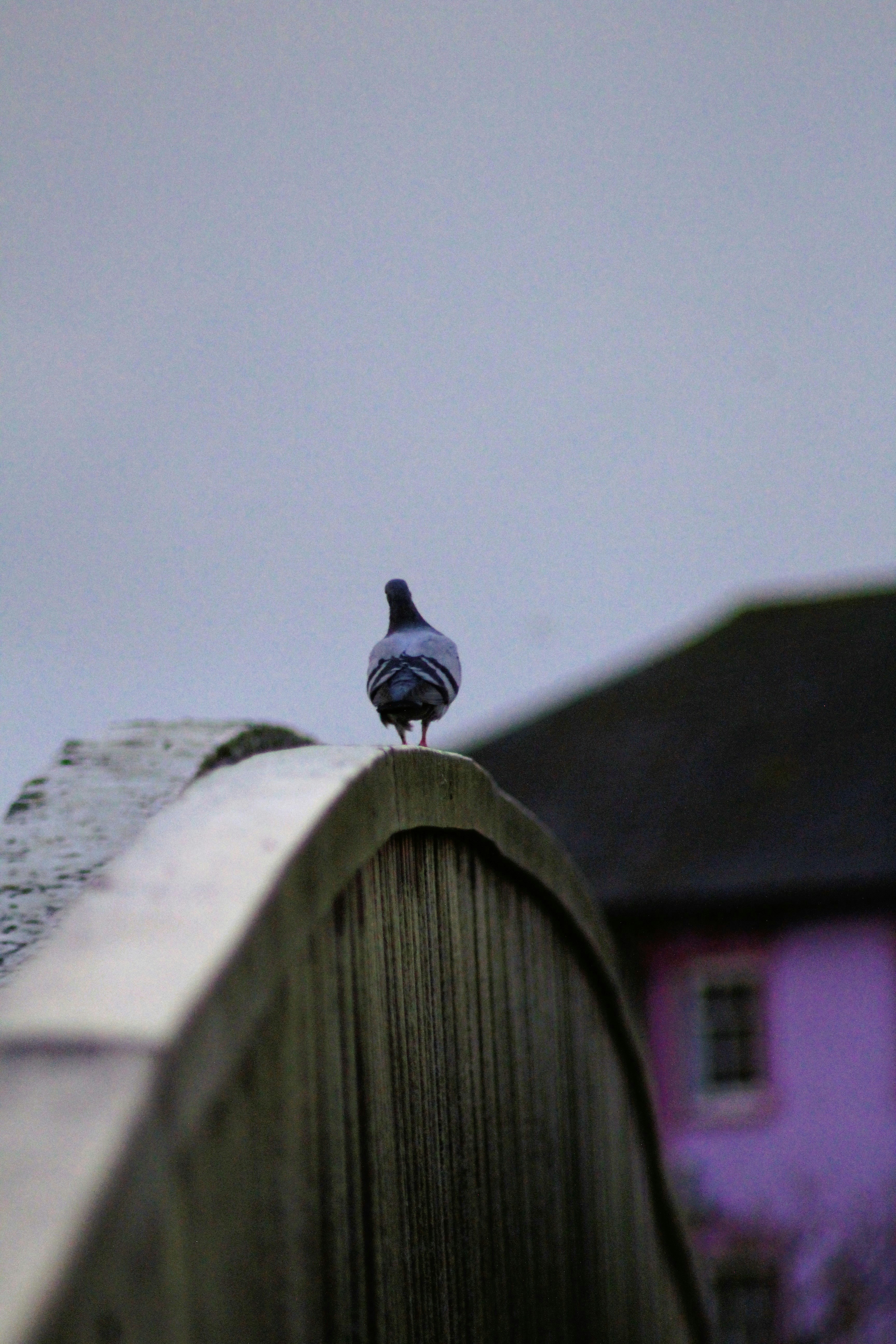 Pigeon Perched on a Weathered Arch Against a Lavender Backdrop