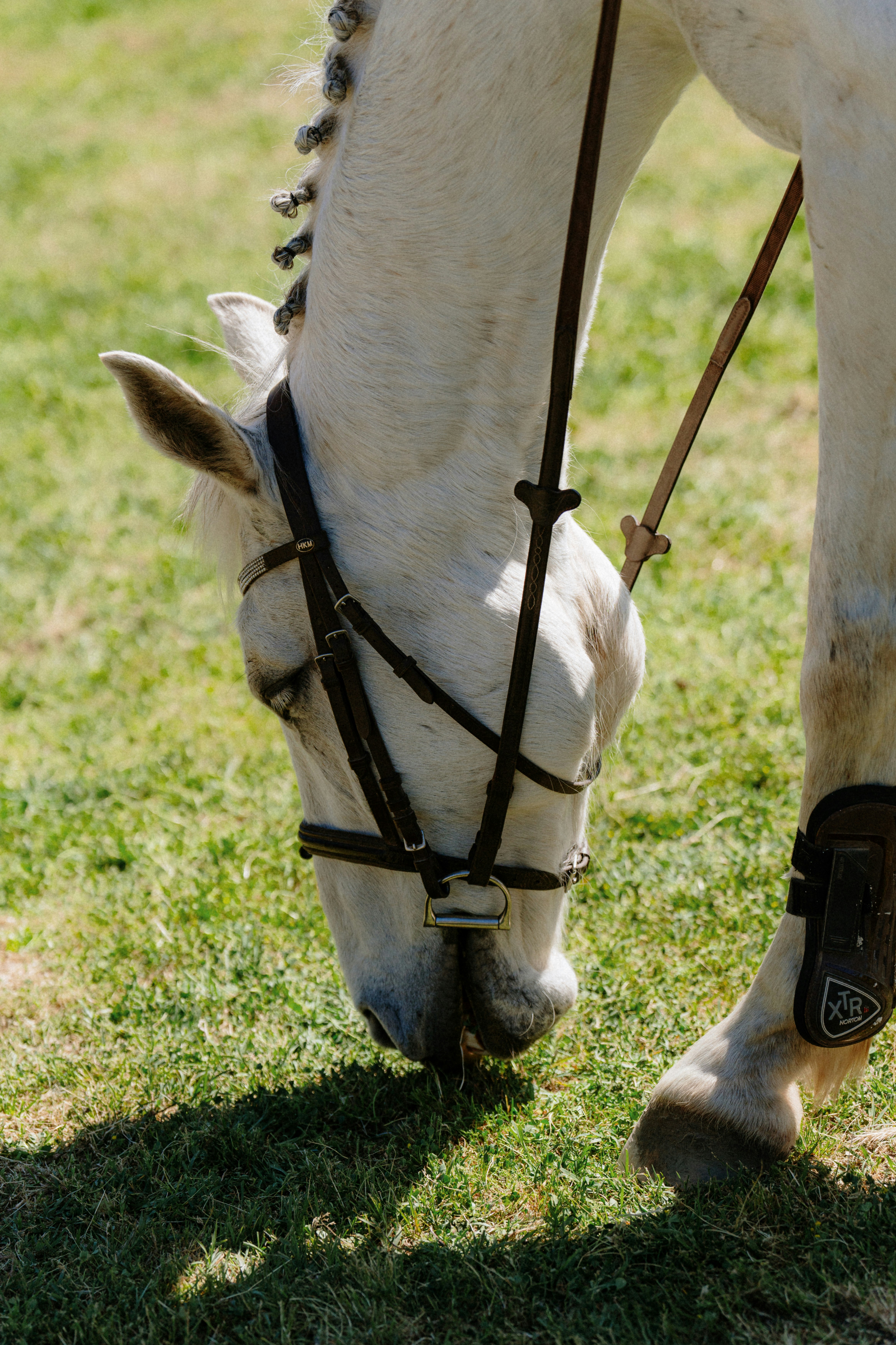 White horse grazing in sunlit field with bridle and shadows