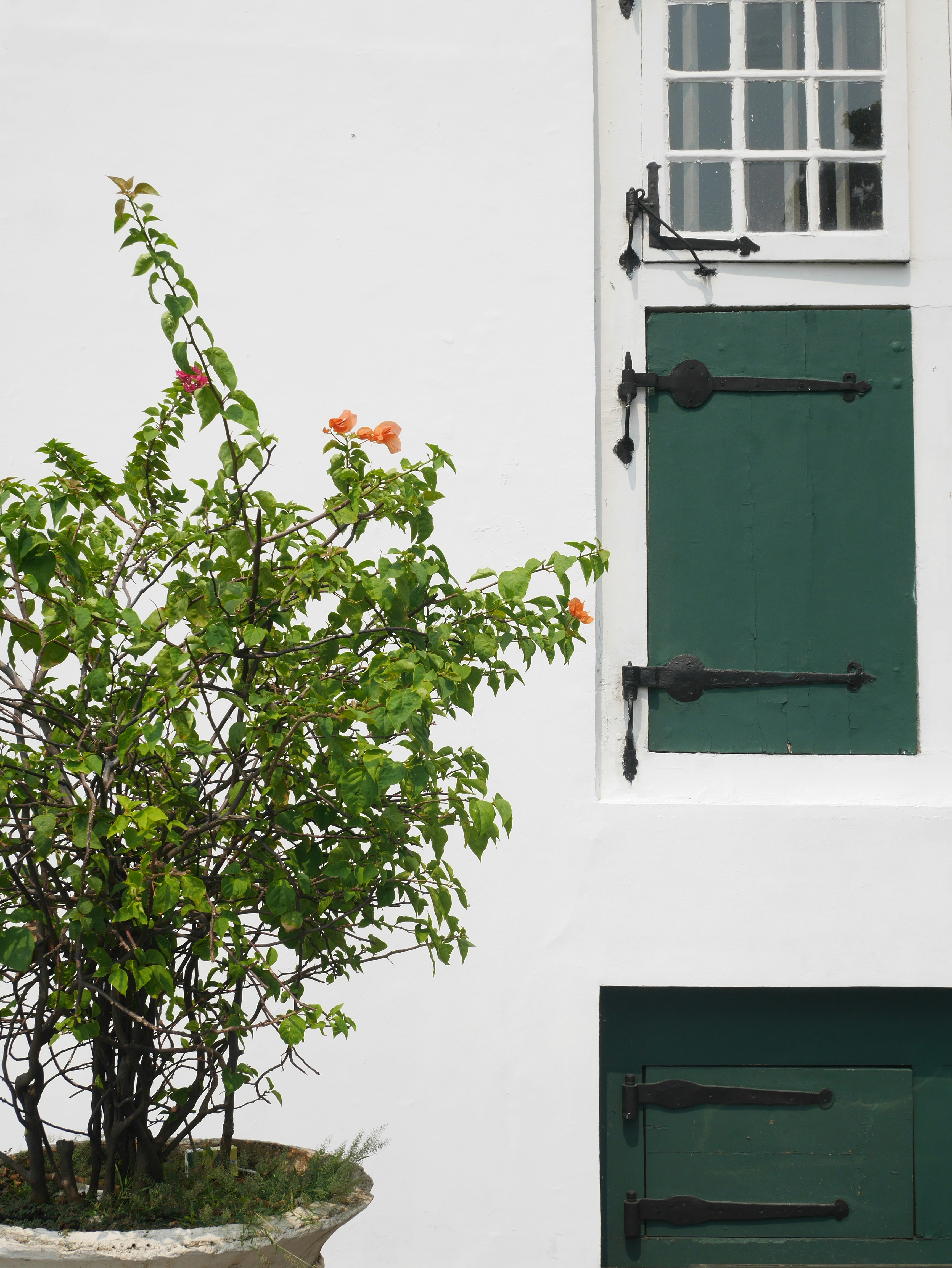 A minimalist street-scene photograph showing a potted shrub with orange blossoms against a white wall with green shutters.