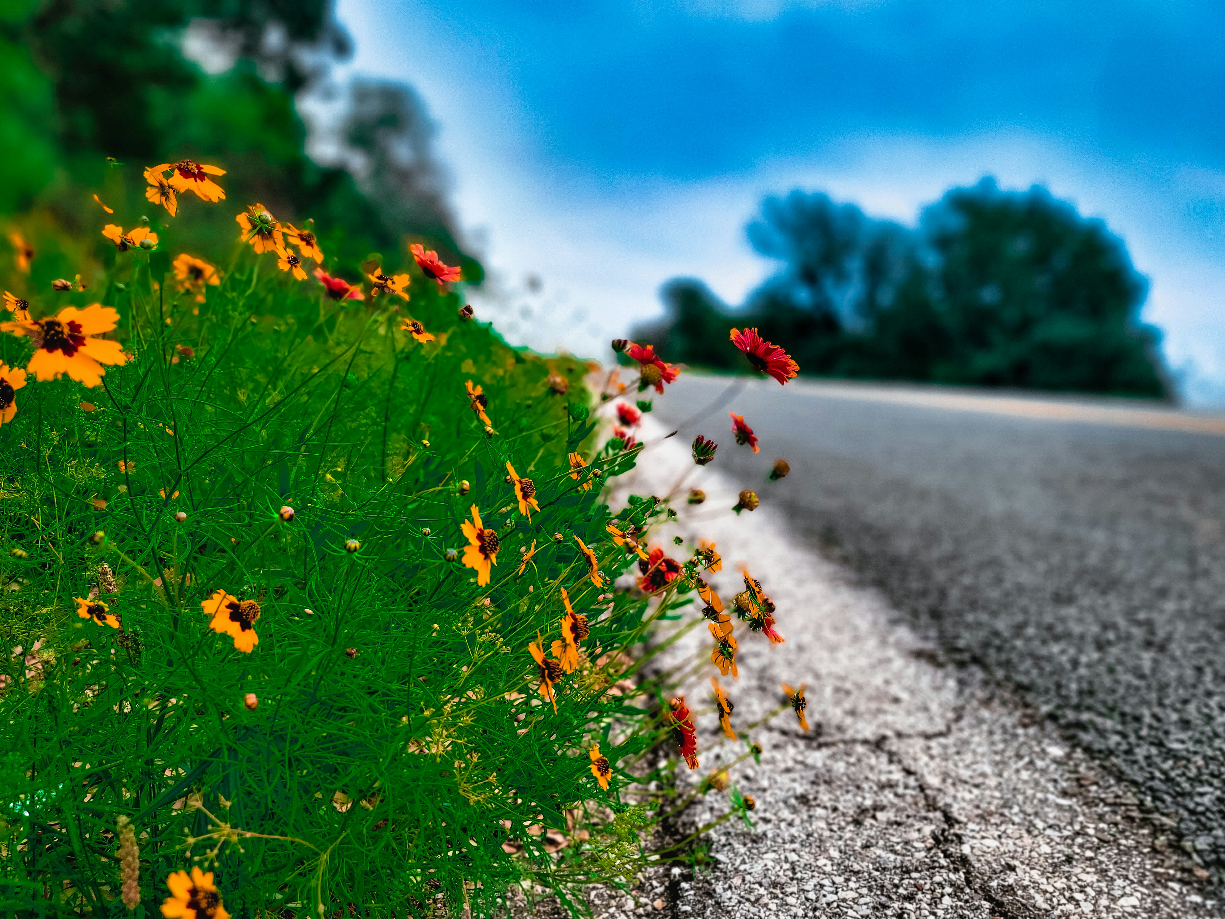 Yellow flowers, side road, spring, Texas