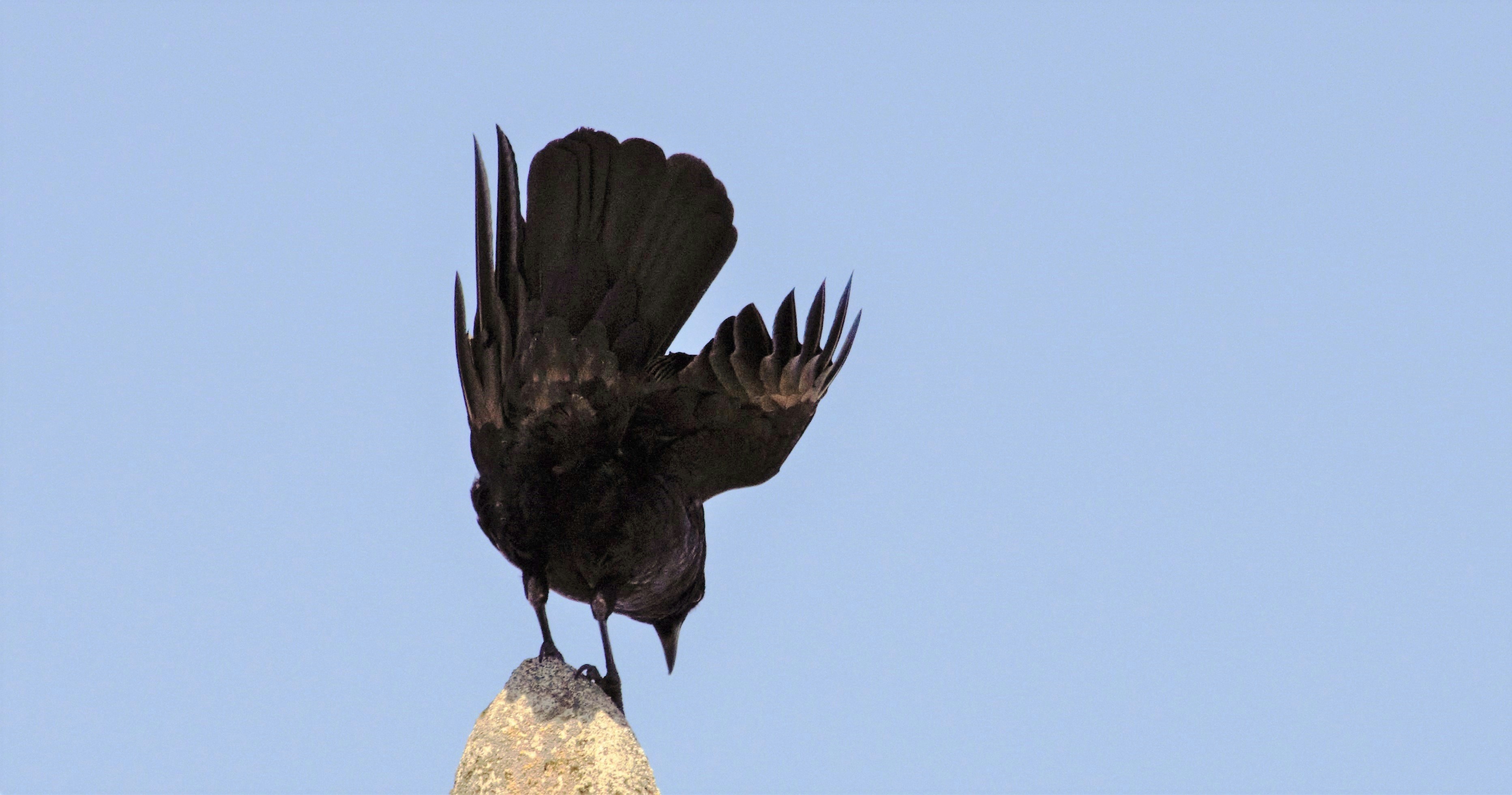 Raven Poised on a Granite Pinnacle Beneath a Pale Blue Sky