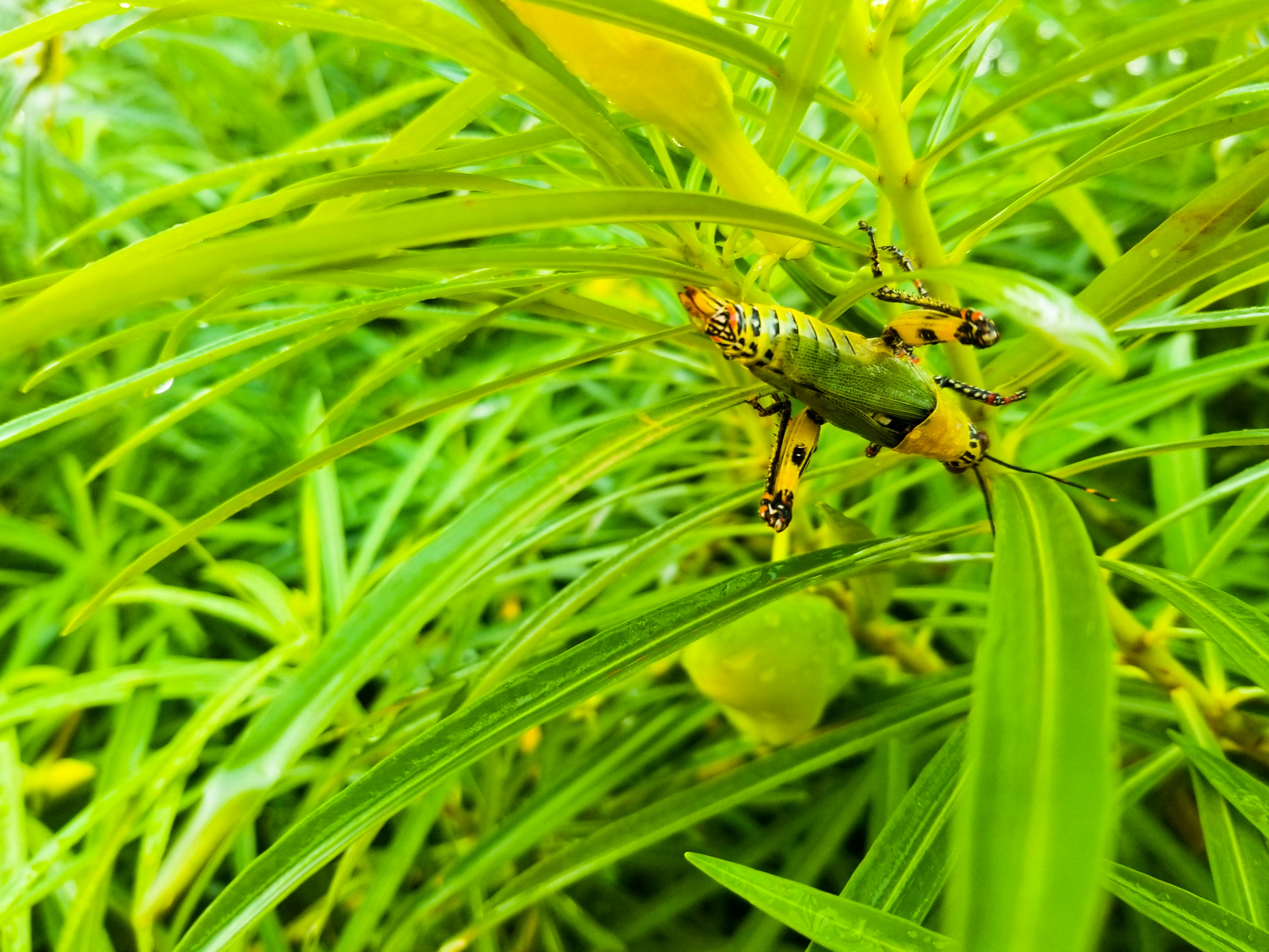 Neon Leaf Encounter: a striped insect rests among lime-green blades