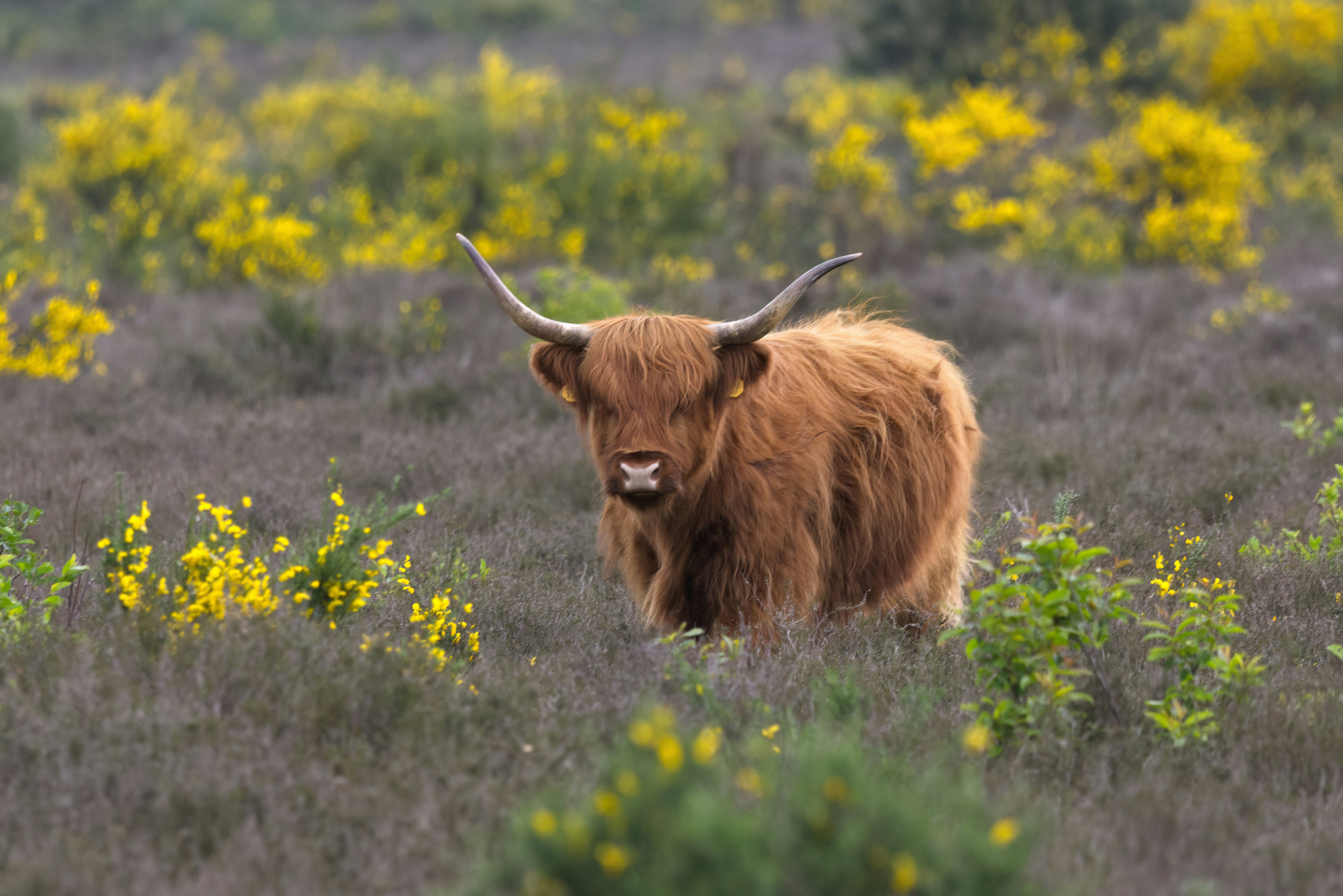 Brown Highland Cow Amid a Sea of Yellow Wildflowers