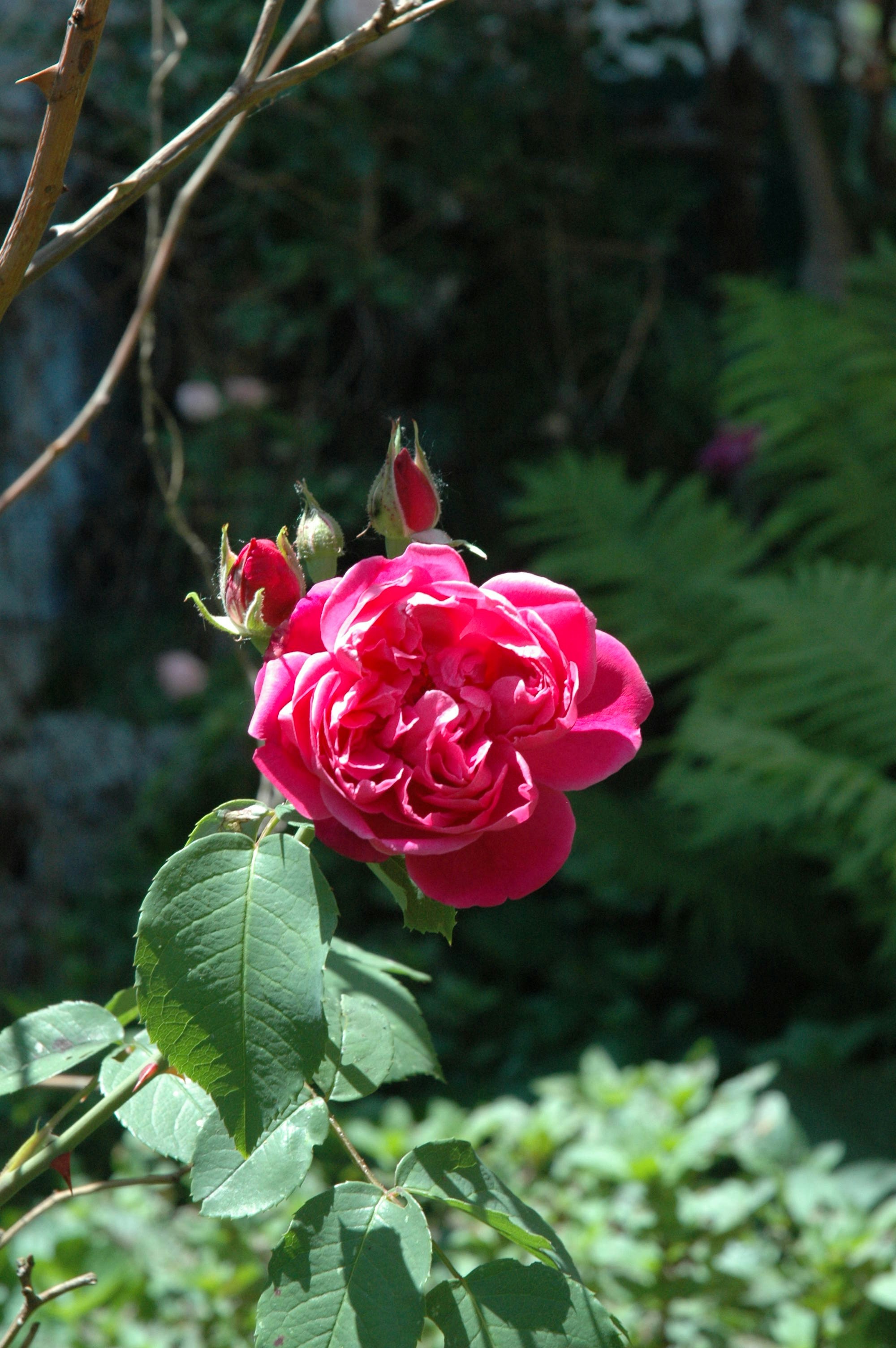 Crimson Rose in Dappled Sun: a Close-Up Portrait of Garden Elegance