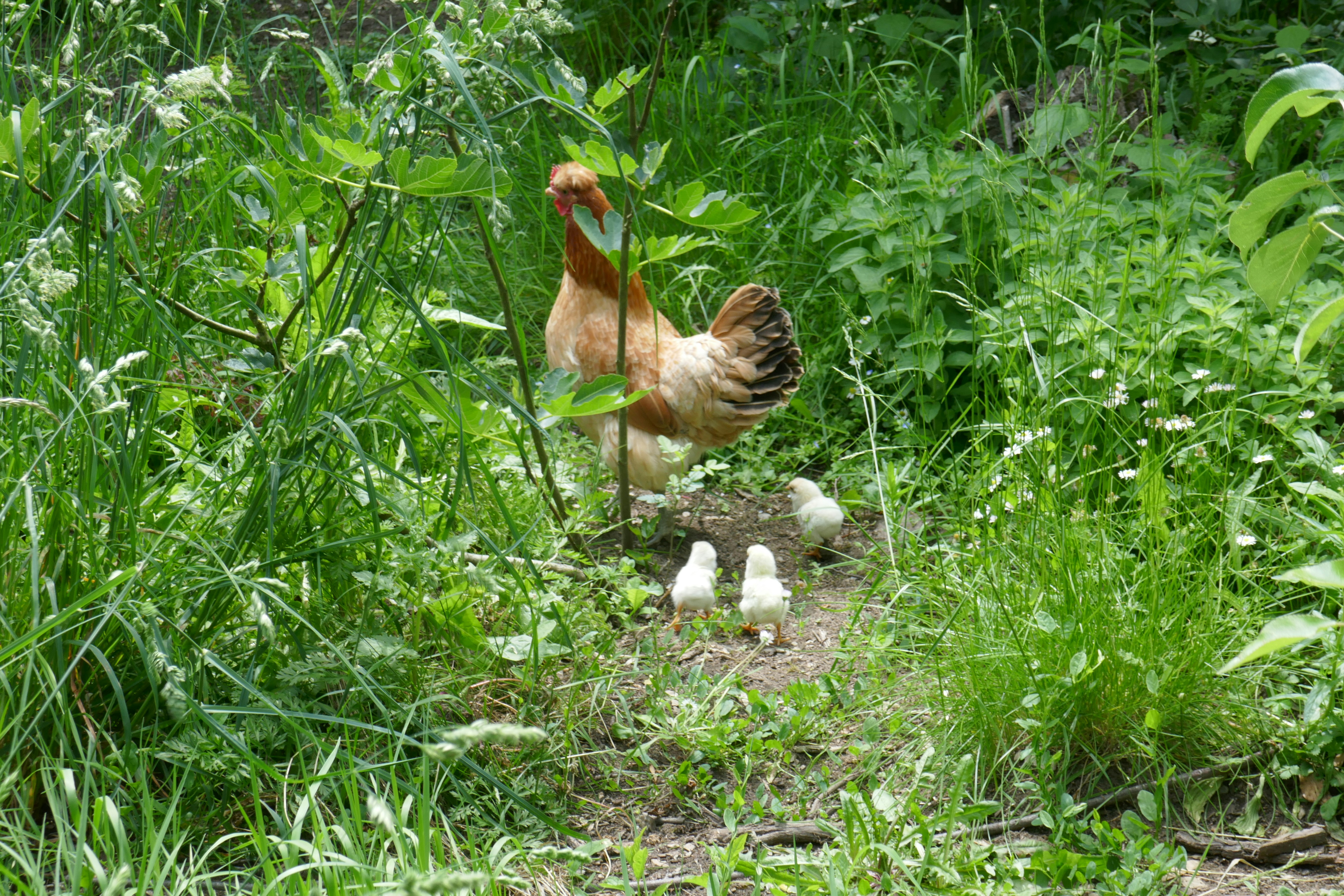 Hen stands in a grassy, sunlit path with three white chicks at her feet, surrounded by dense green vegetation.