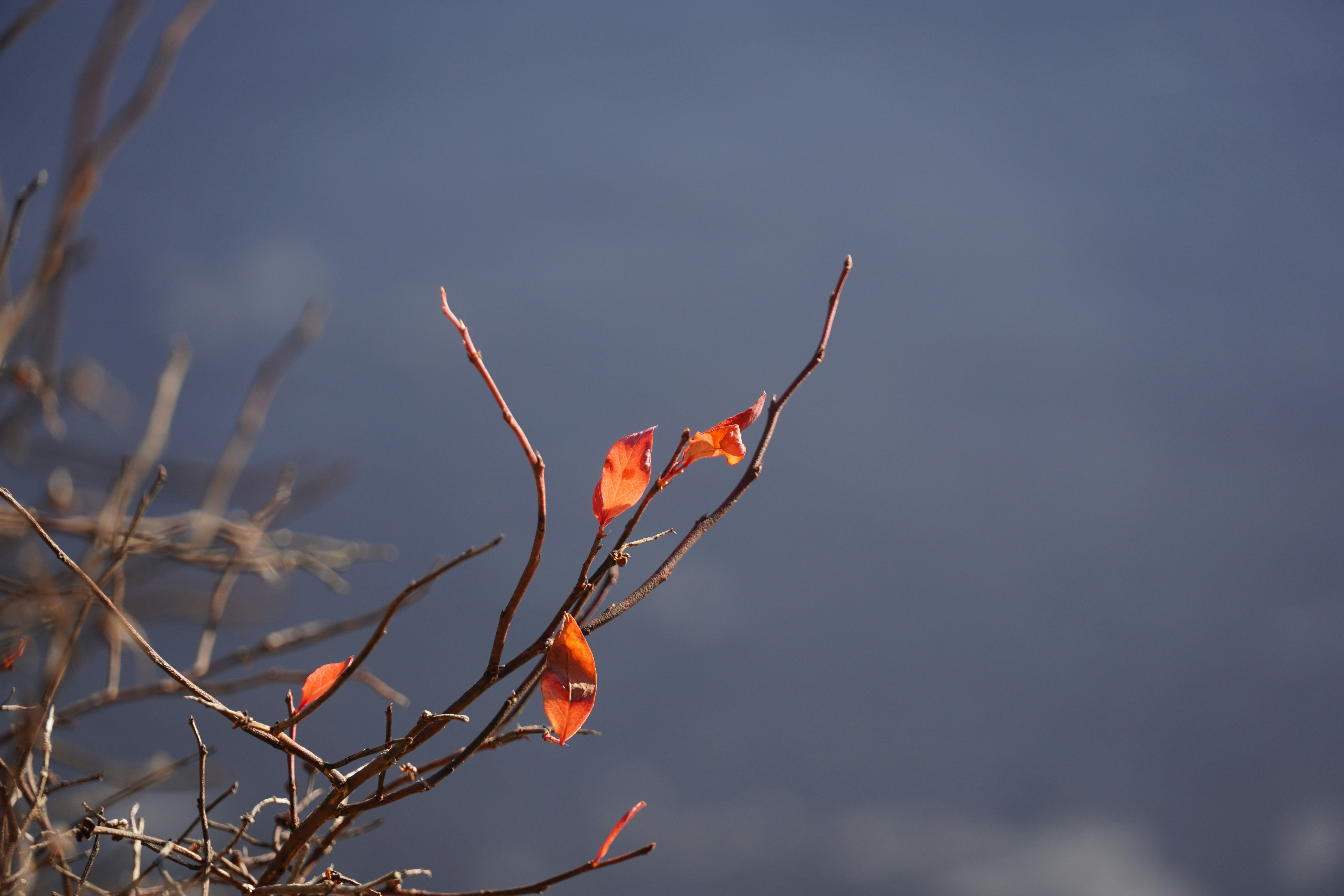 Scarlet Leaves on a Bare Branch Against Velvet Blue