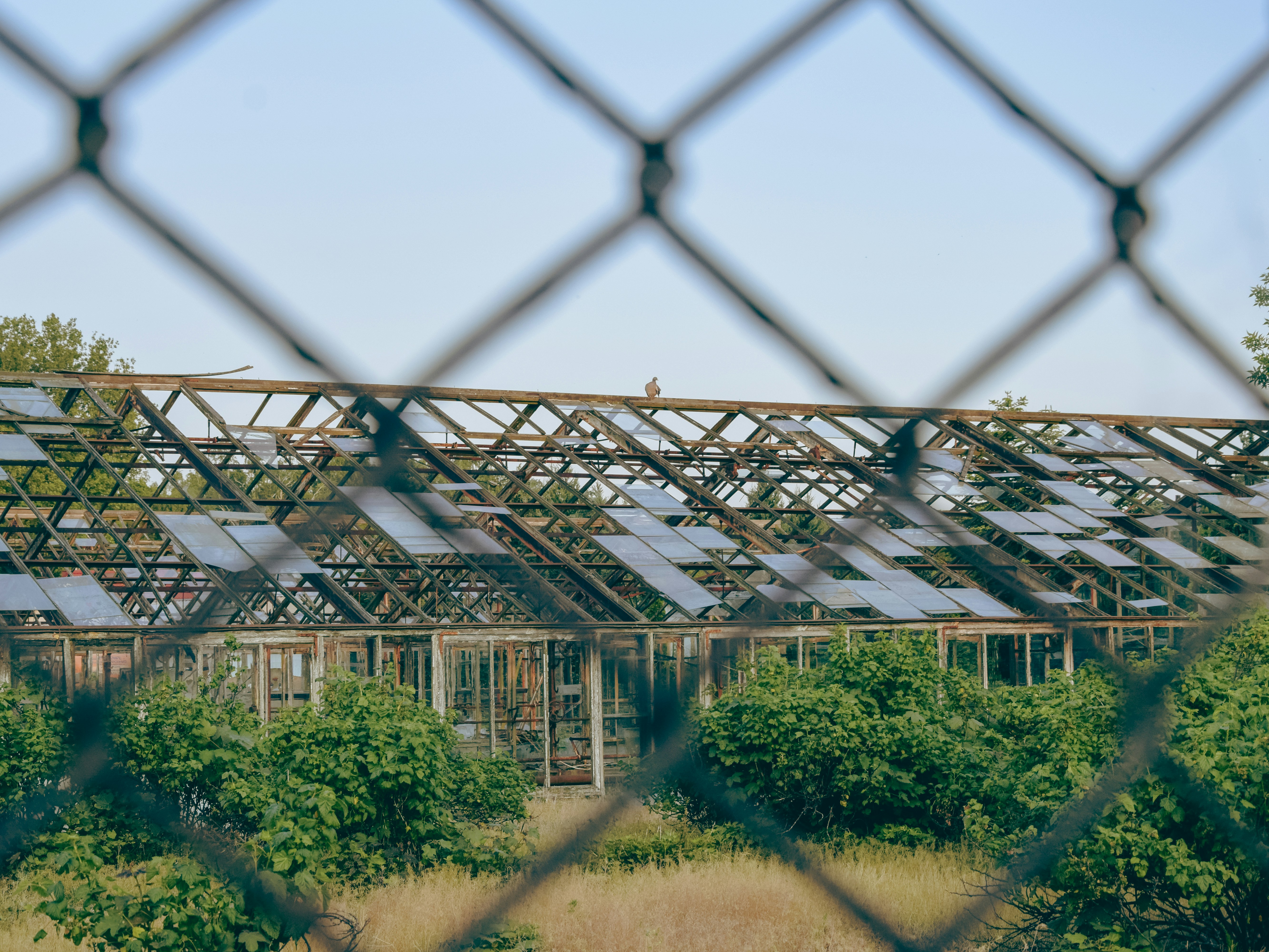 Tiny silhouette atop a skeletal greenhouse framed by diamond-mesh in daylight