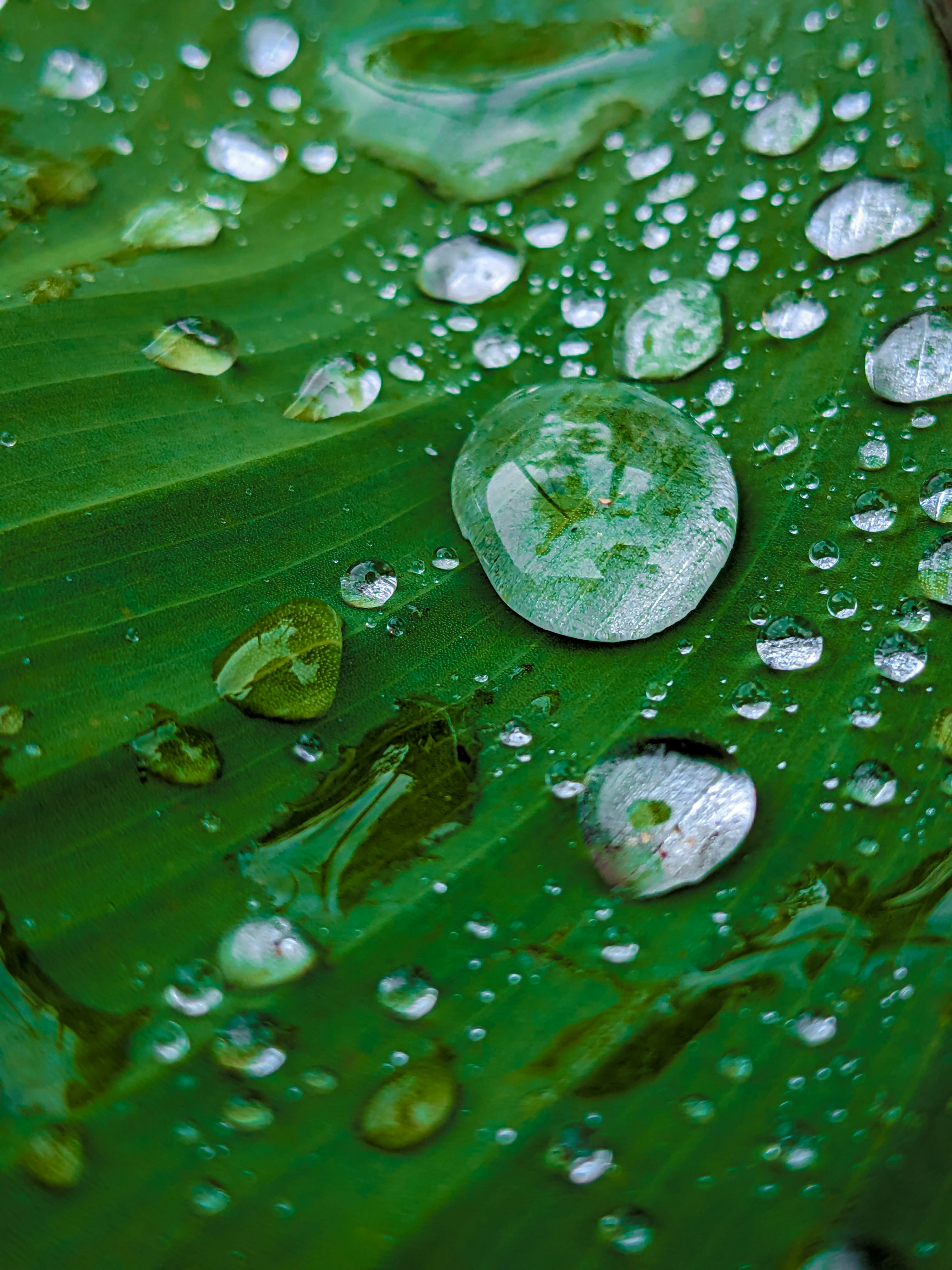 Emerald Orbs on a Leaf: A Macro Dewdrop Portrait