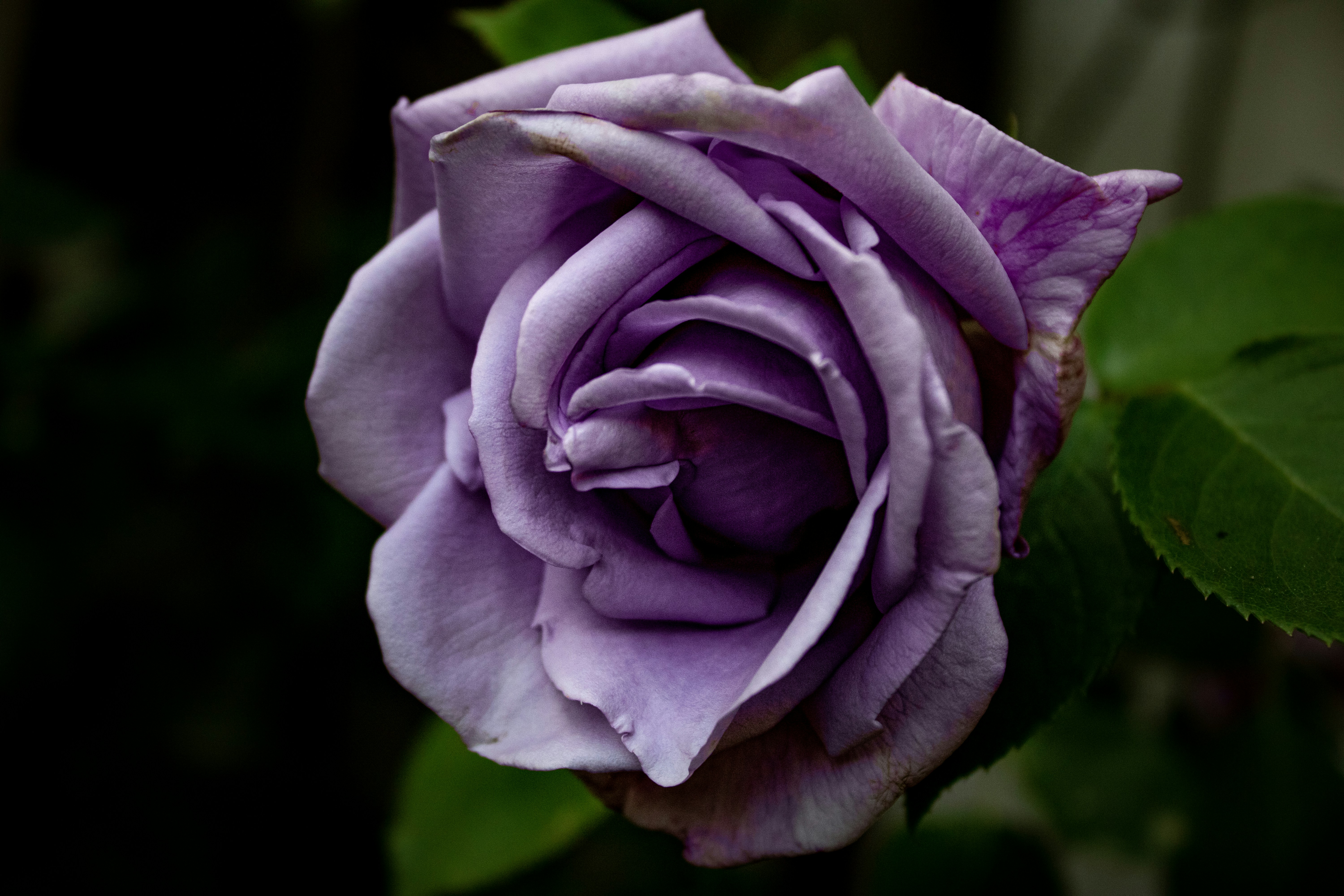 Shadowed Lavender Rose: Velvet Curves in a Dark Garden