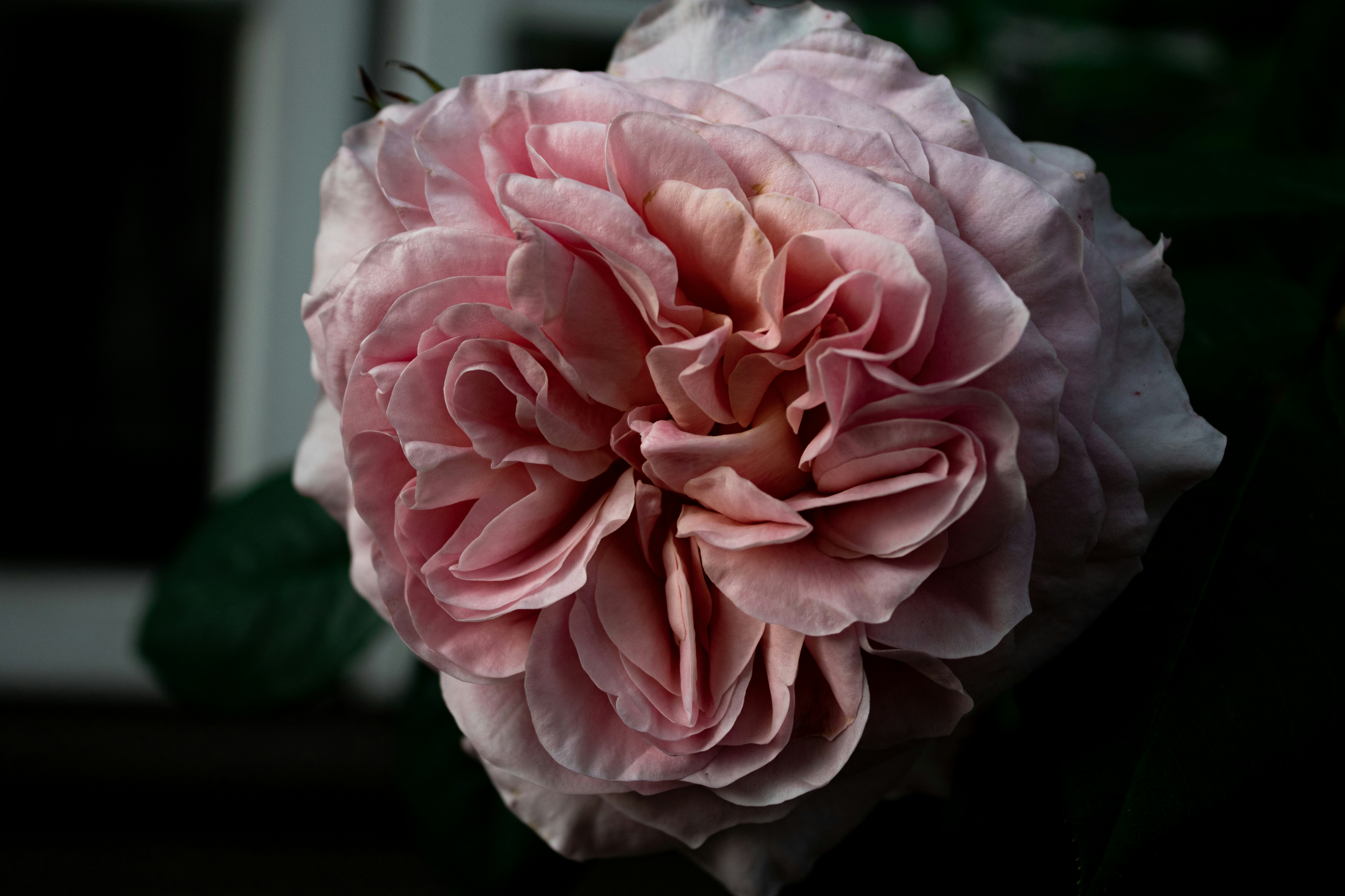 Velvet Pink Close-Up: The Quiet Drama of a Rose