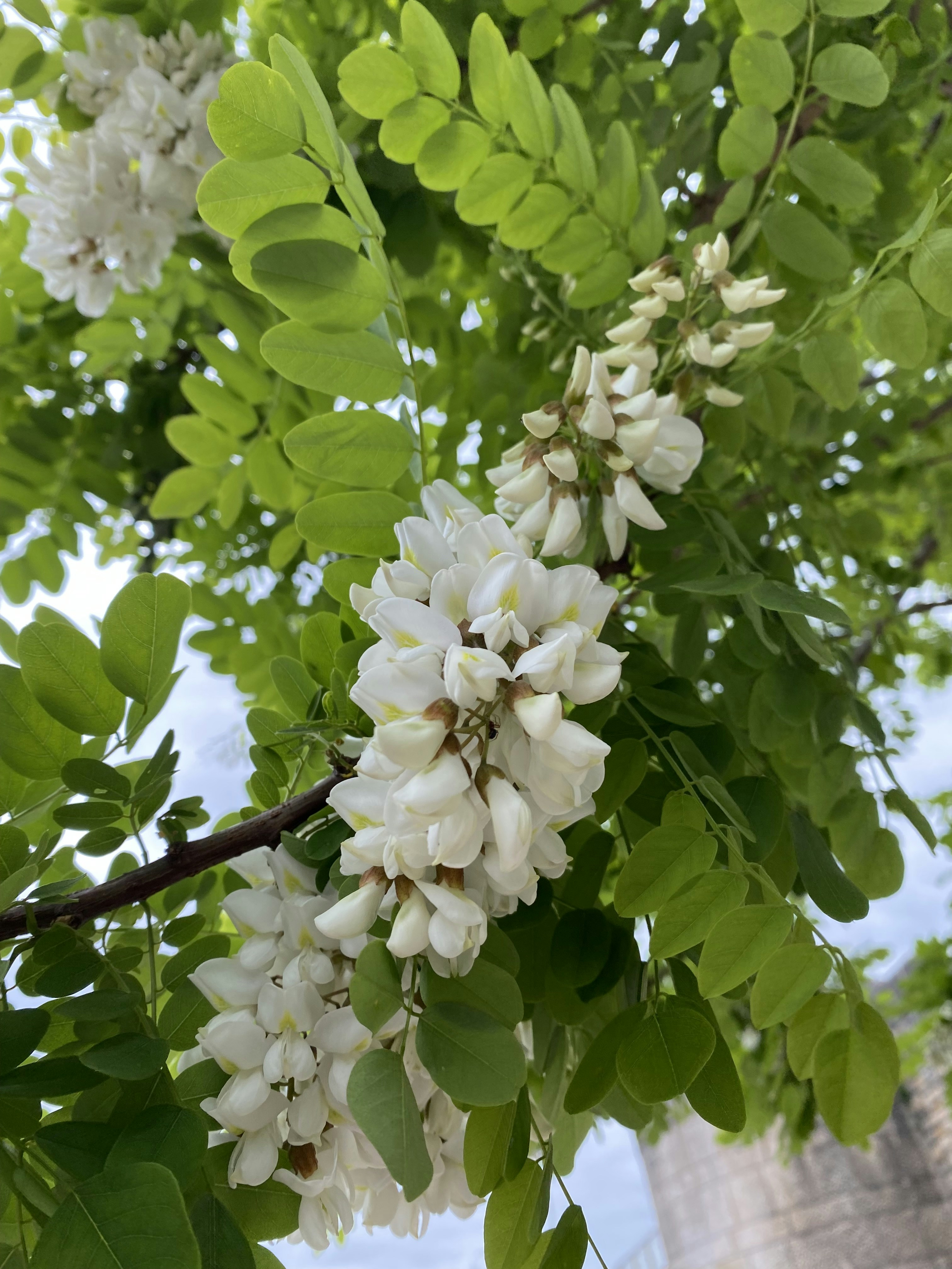 A tree with white flowers and green leaves photo – Free Flowers Image ...