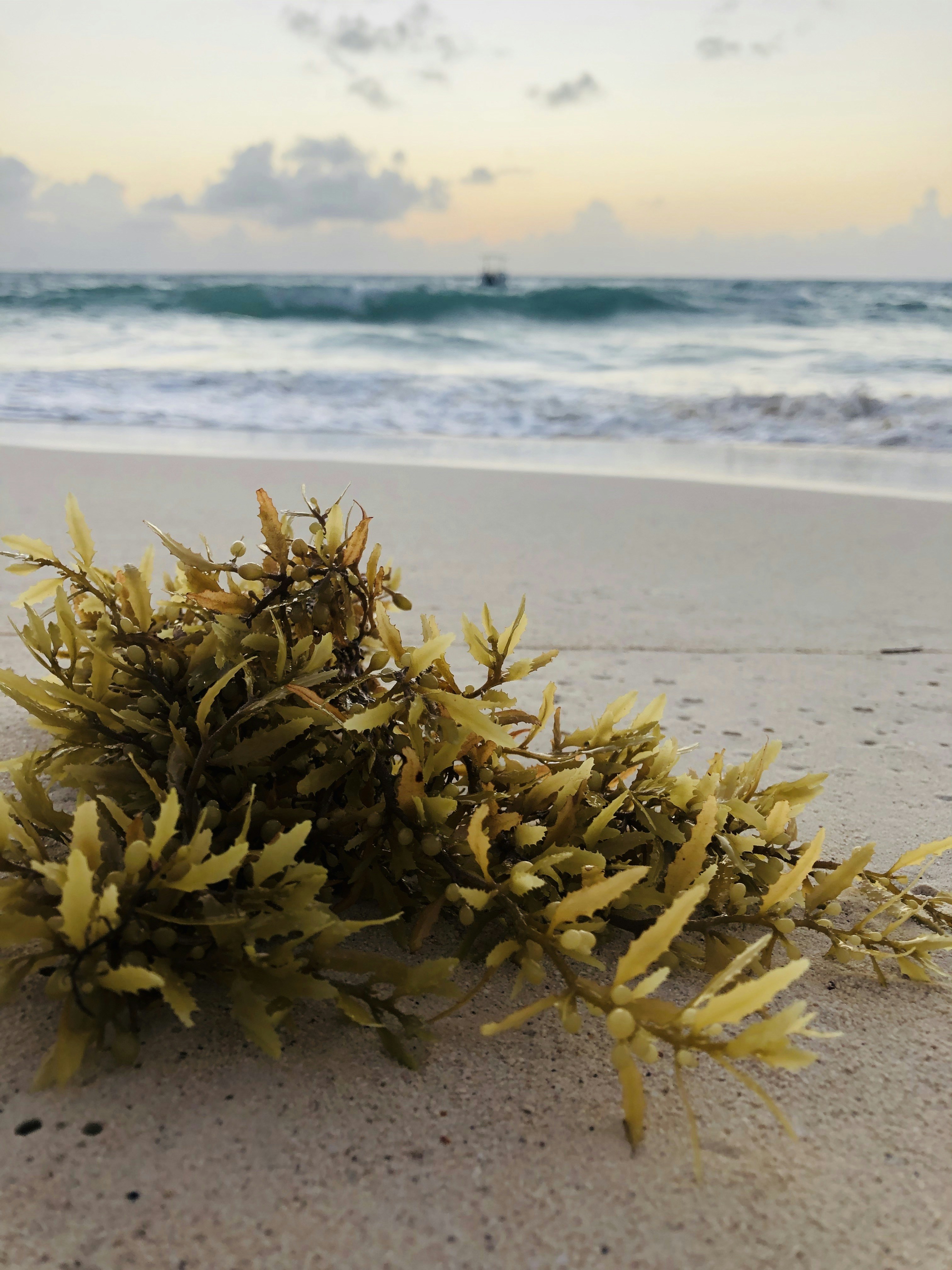 A bunch of seaweed on a beach near the ocean photo – Free Seaweed Image ...
