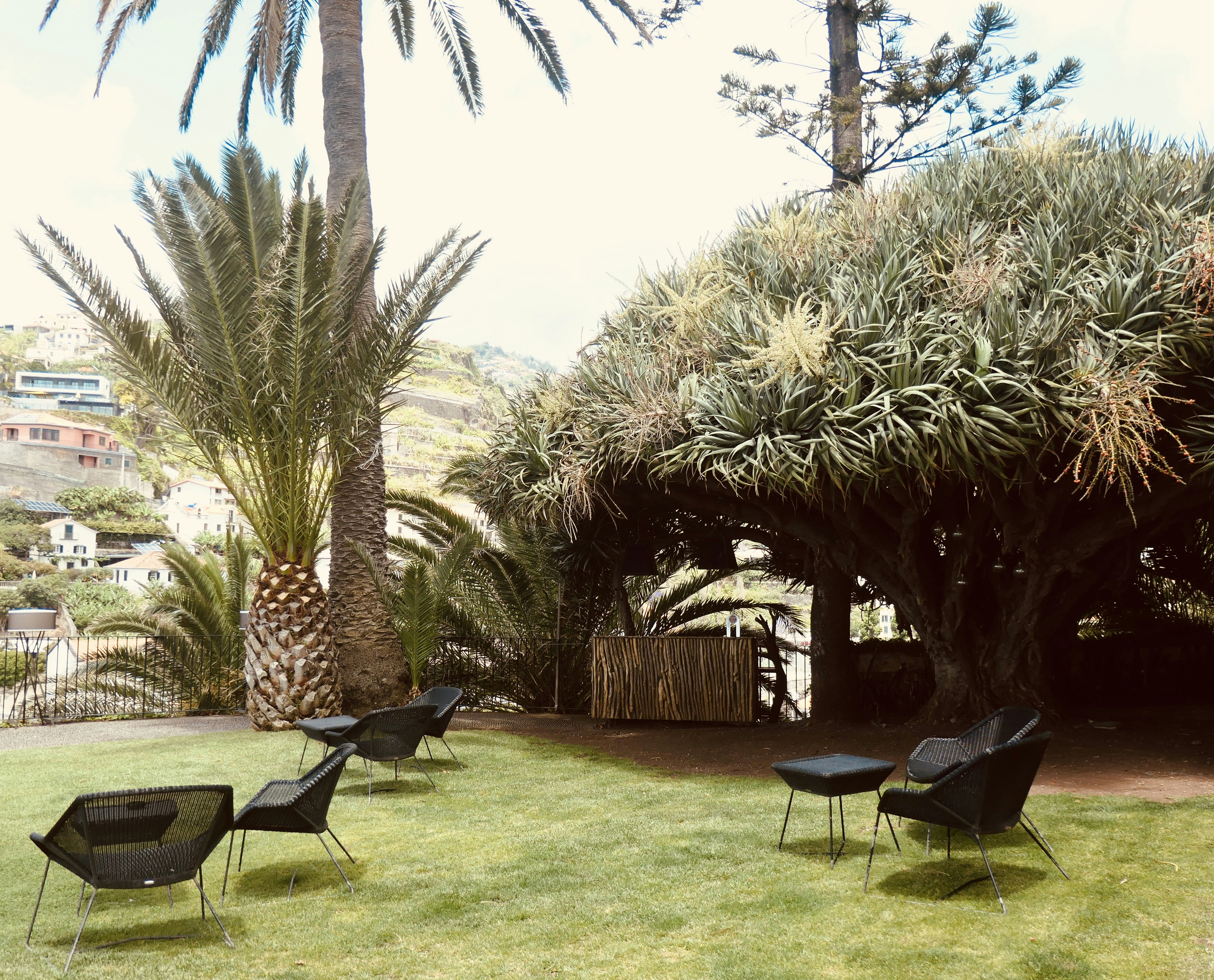 Serenity Under the Dragon Tree Canopy