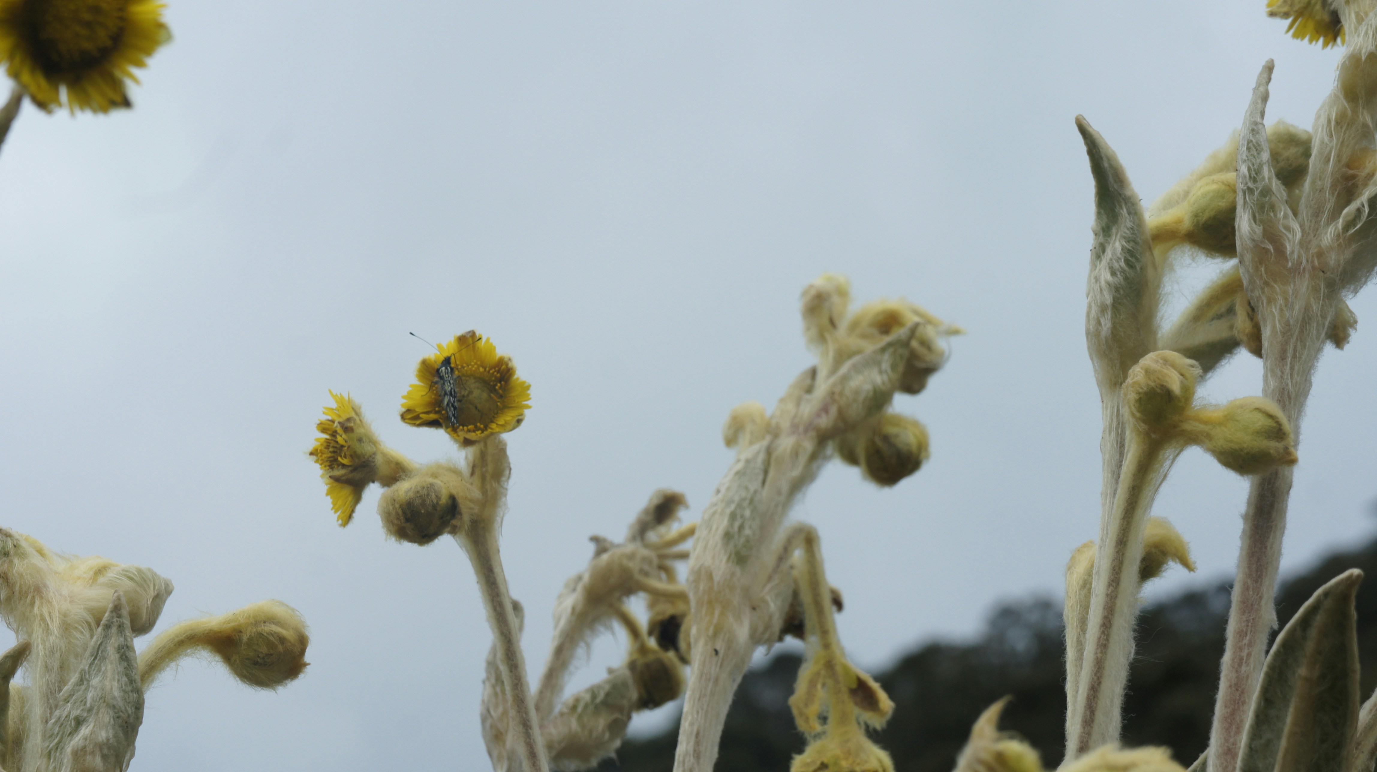 Close-up of pale yellow flowers reaching towards an overcast sky.