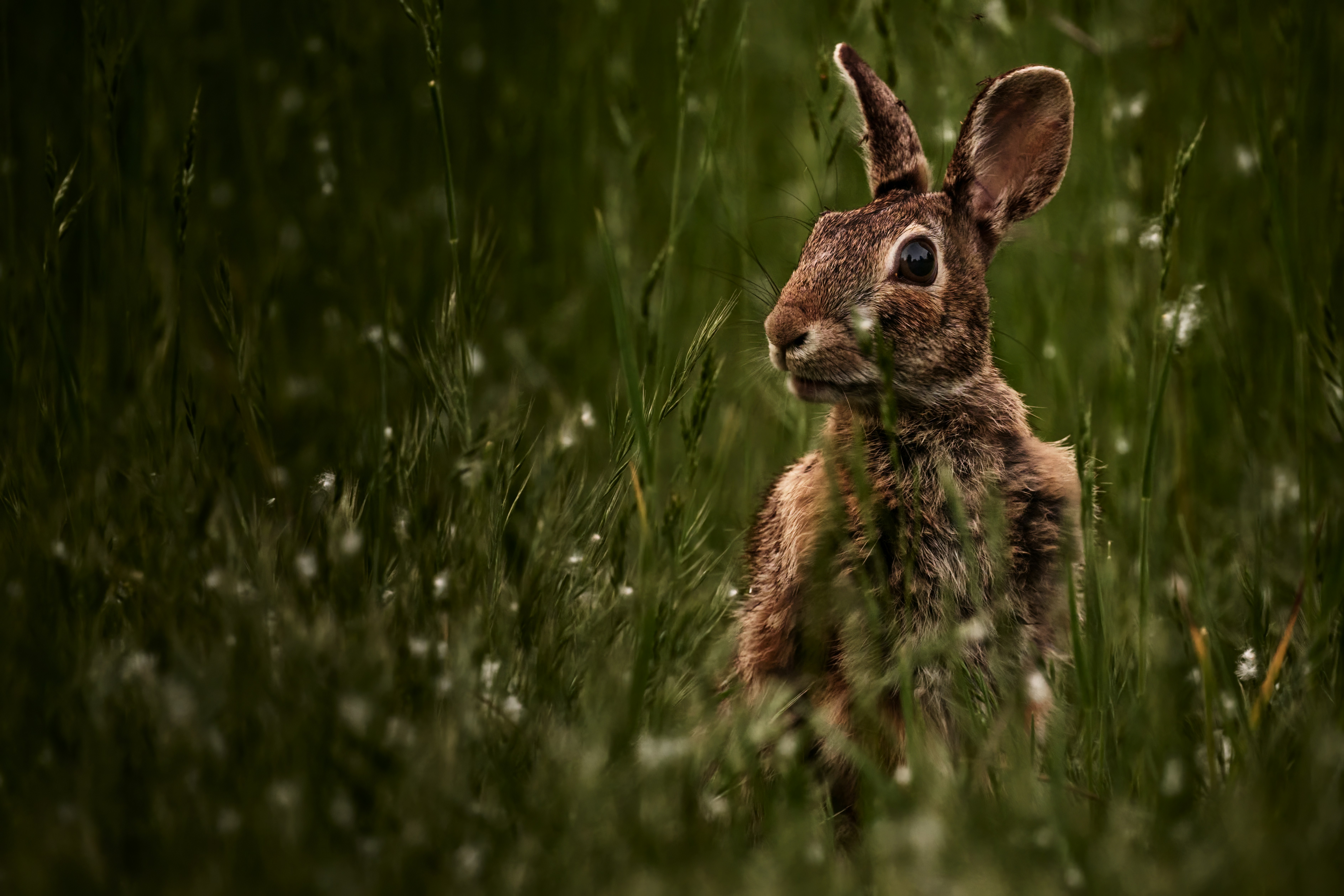 A brown rabbit sitting in a field of tall grass photo – Free Rabbit ...