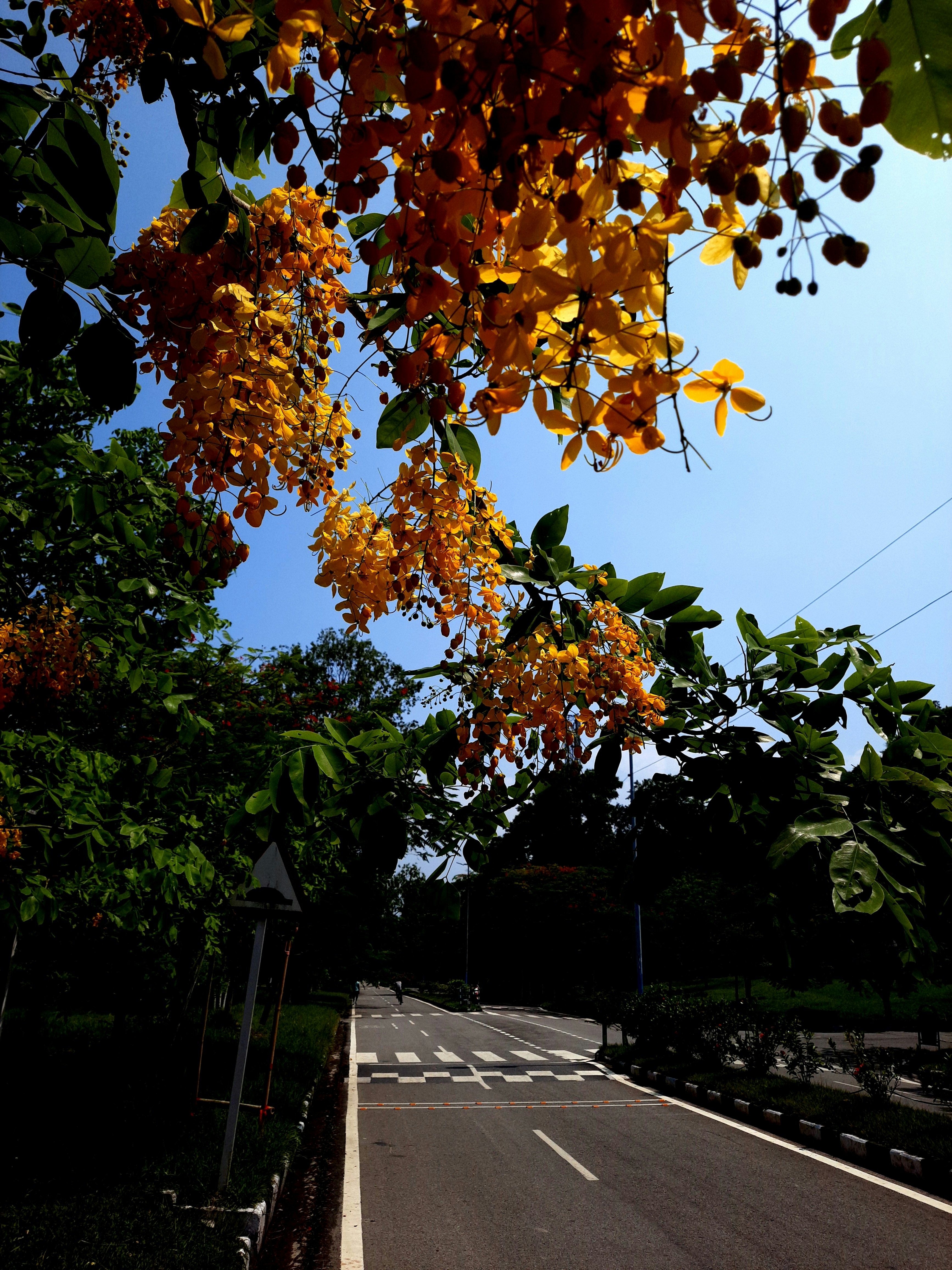Sunlit orange-yellow blossoms drape over a quiet road beneath a clear blue sky, with green foliage lining the street.