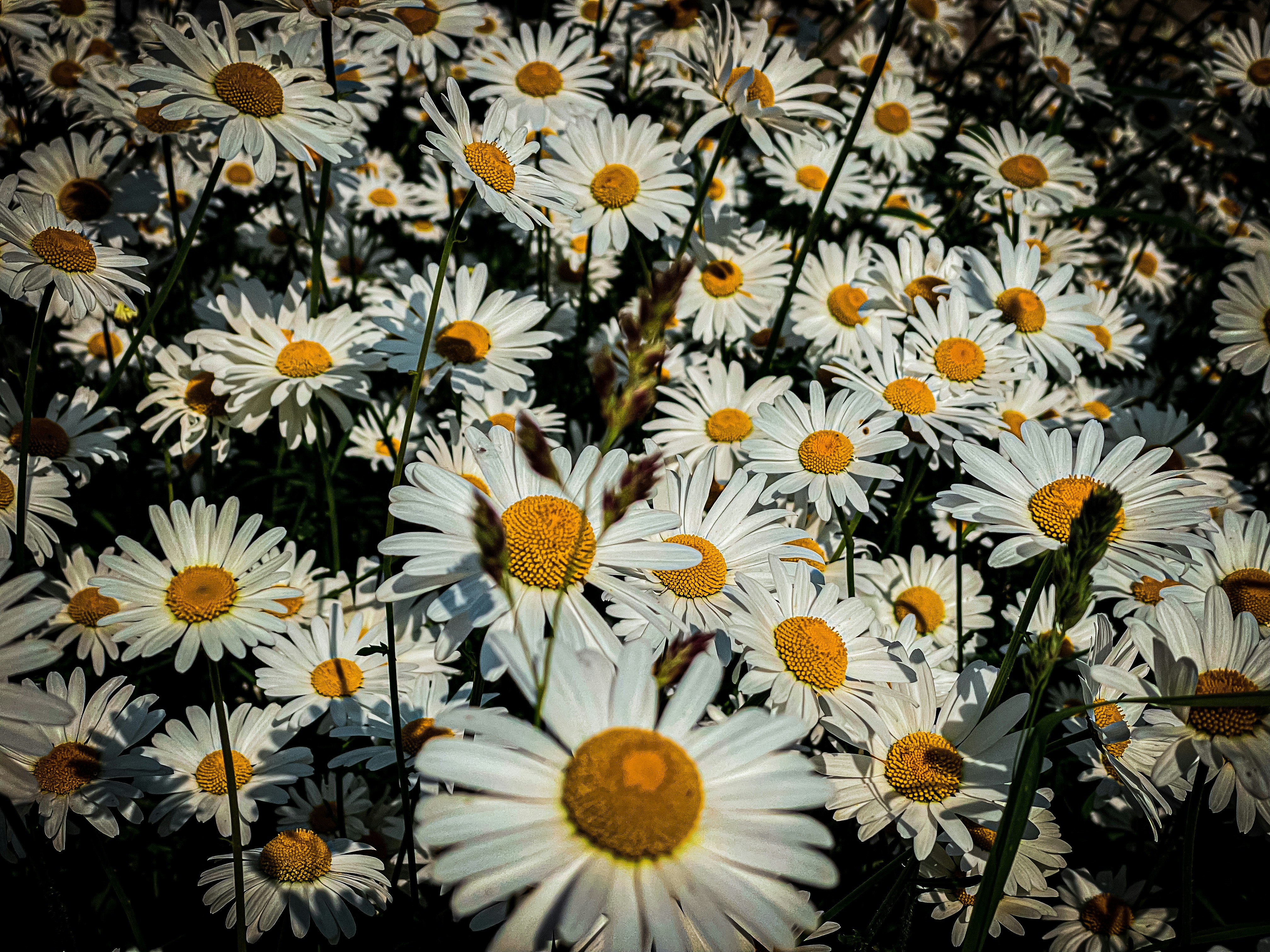 Daisies in Daylight: A Close-Knit Bed of Blooms