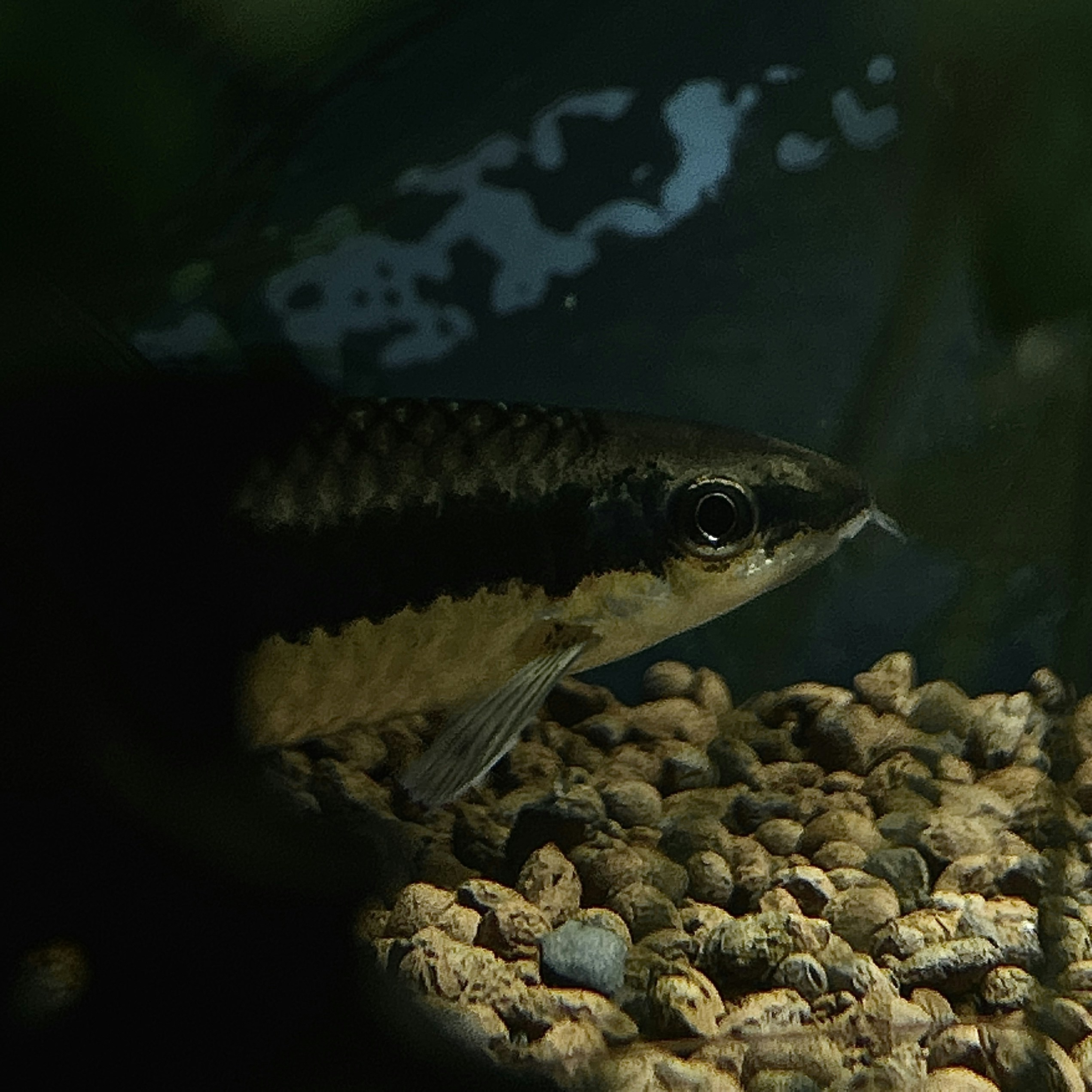 A fish that is swimming in some water photo – Free Fish Image on Unsplash