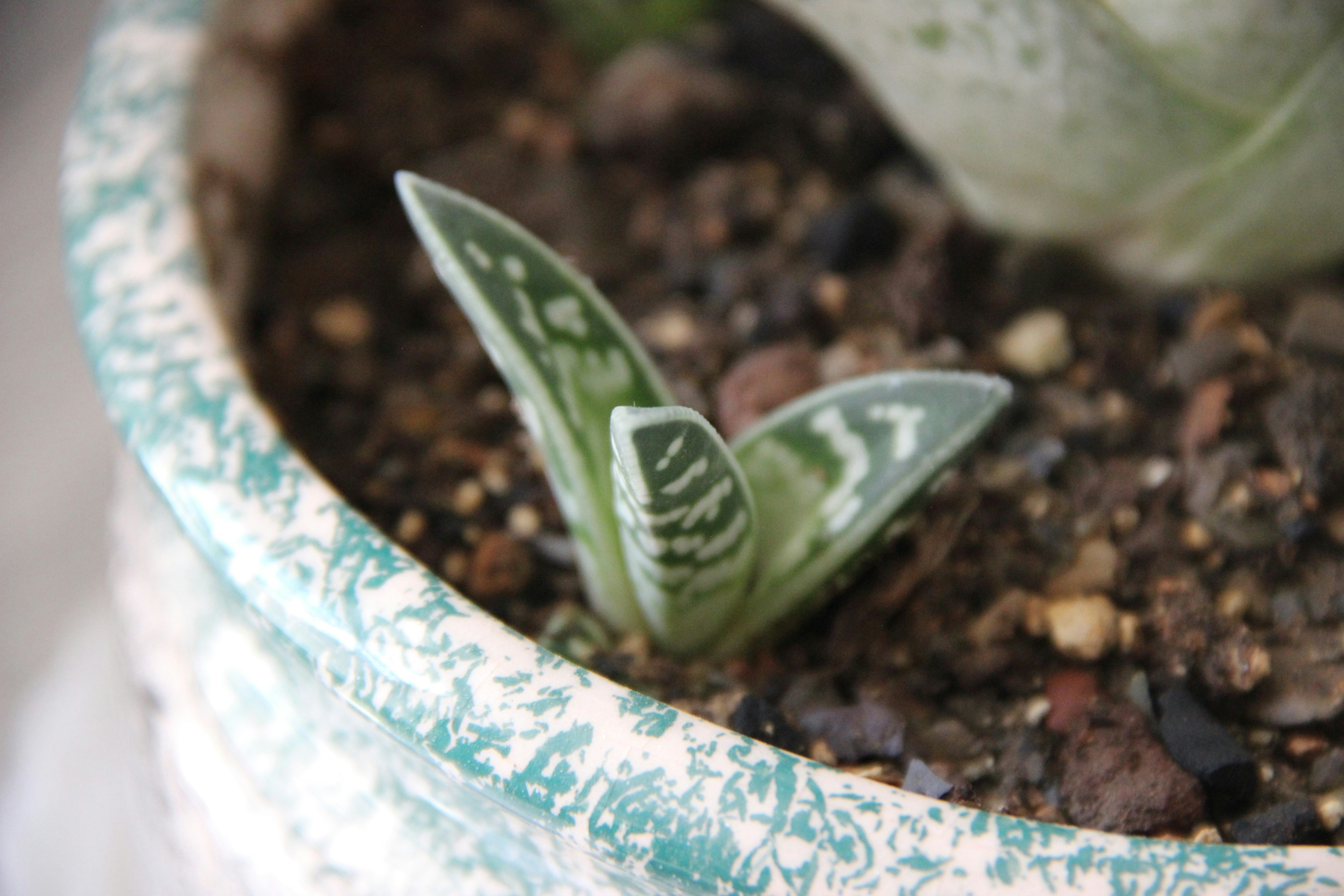 Emerging Green: A New Leaf's Journey