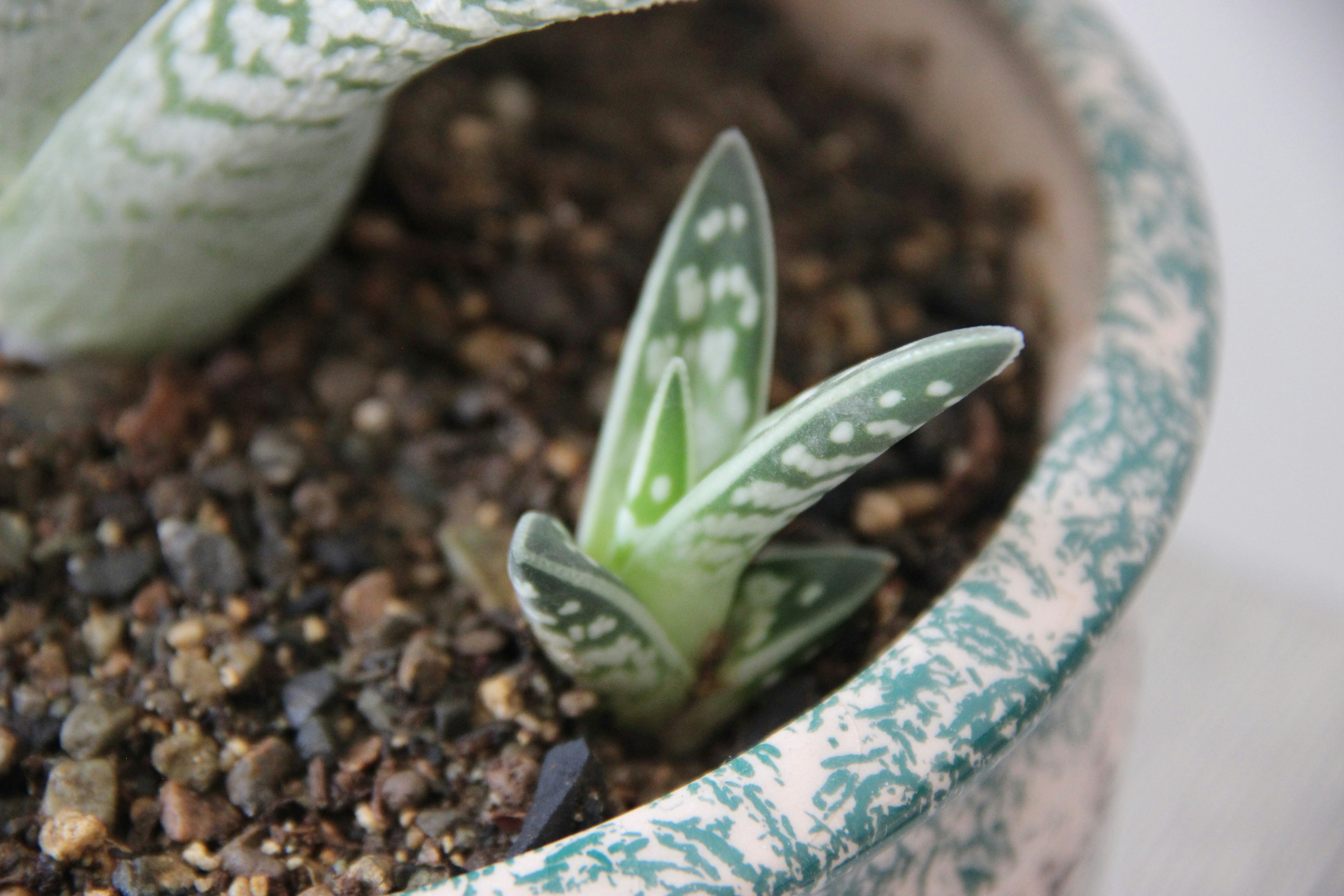 Teal-Patterned Pot Cradling a Tiny Speckled Succulent