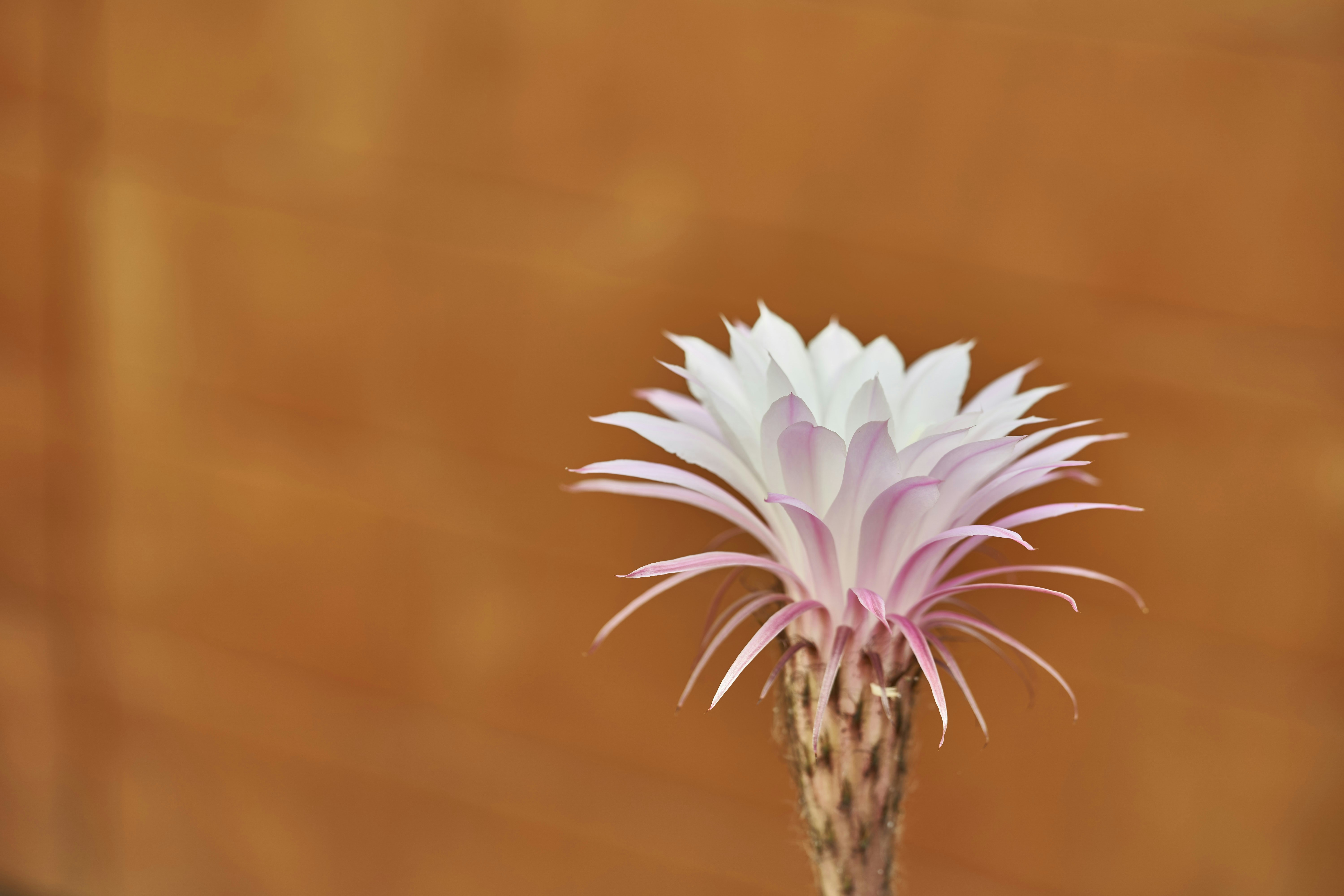 Pastel Crown Rising: A lone bloom softening a sun-warmed bokeh