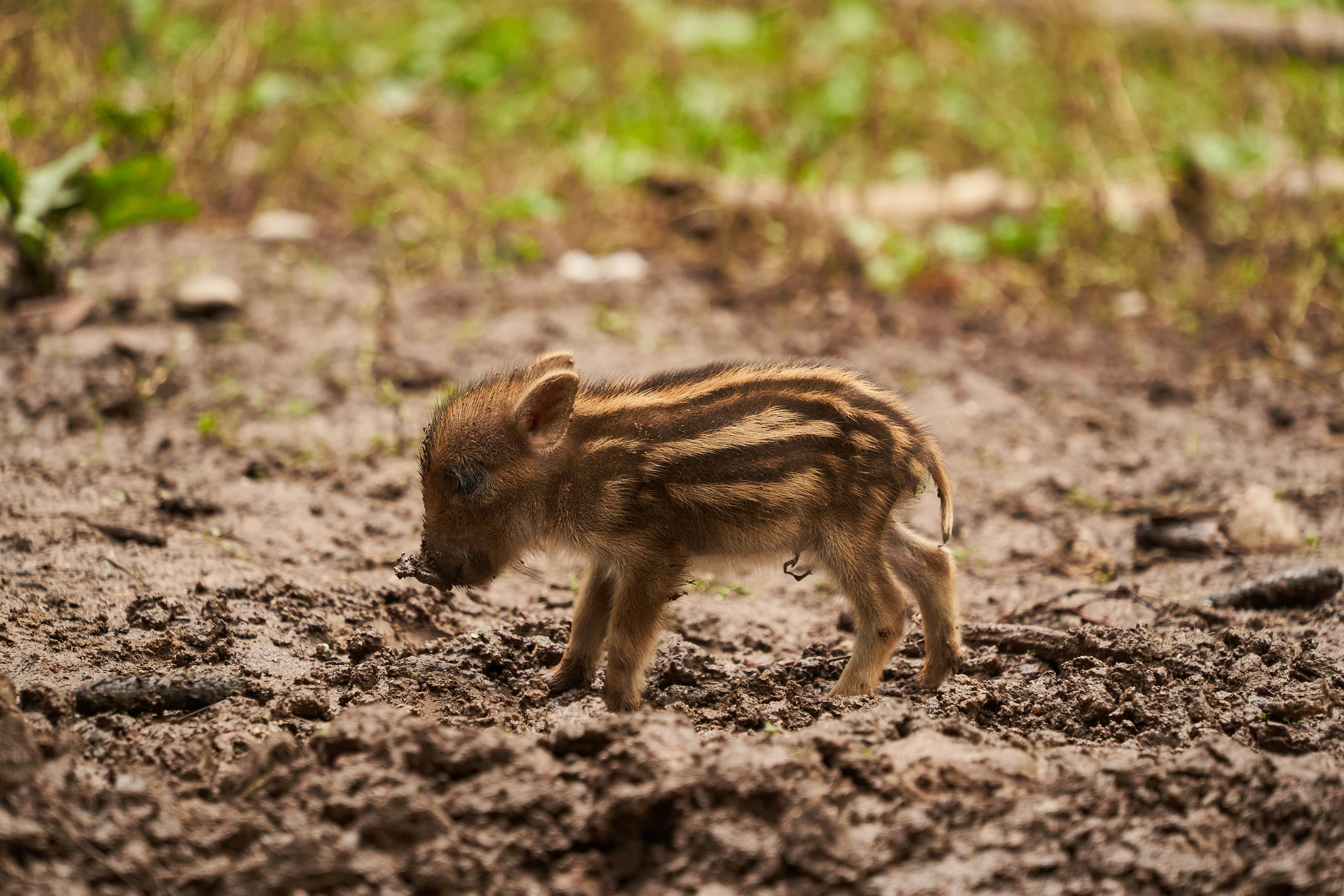Baby Wild Pigs