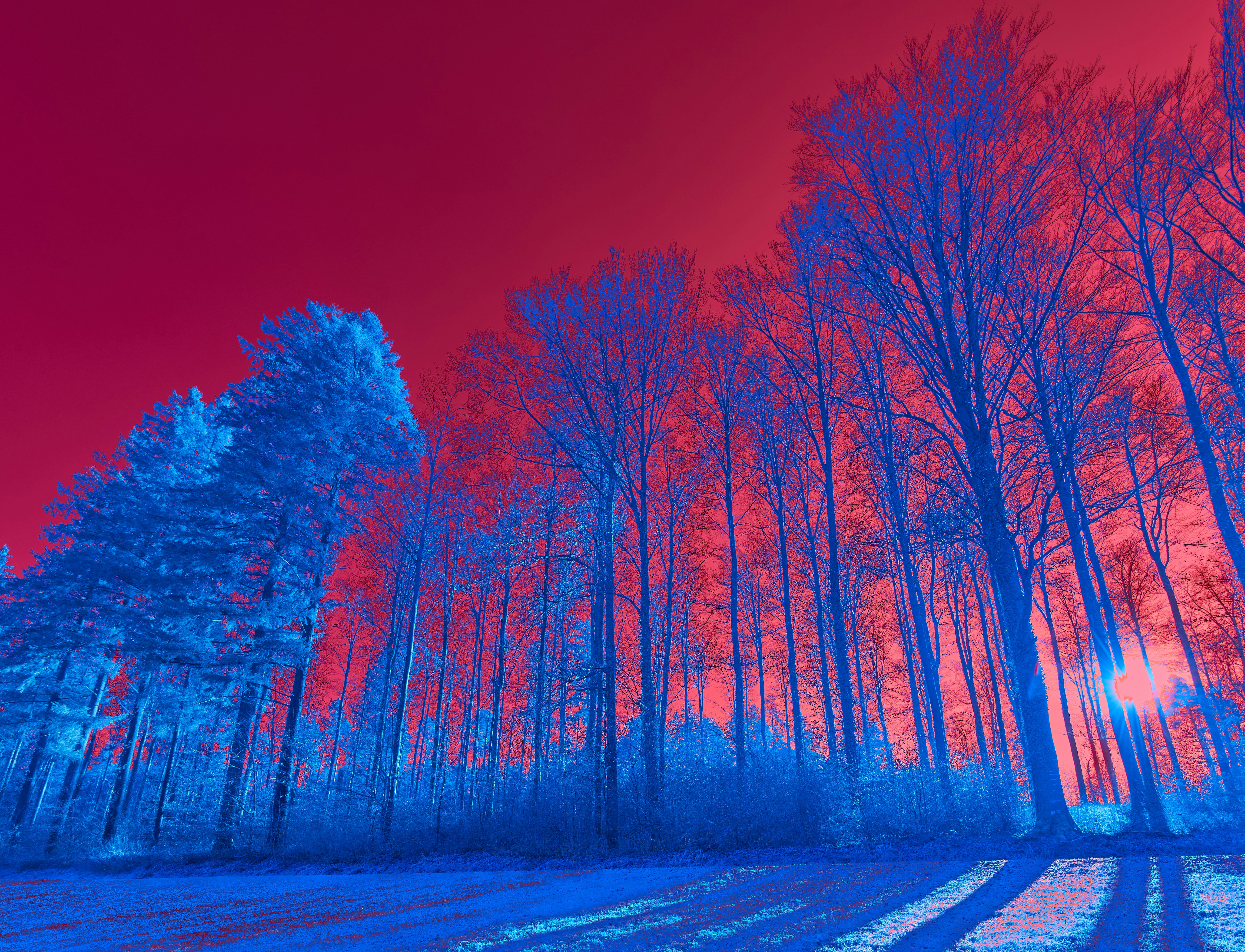 Une image infrarouge rouge et bleue d’une forêt photo – Photo Décor ...