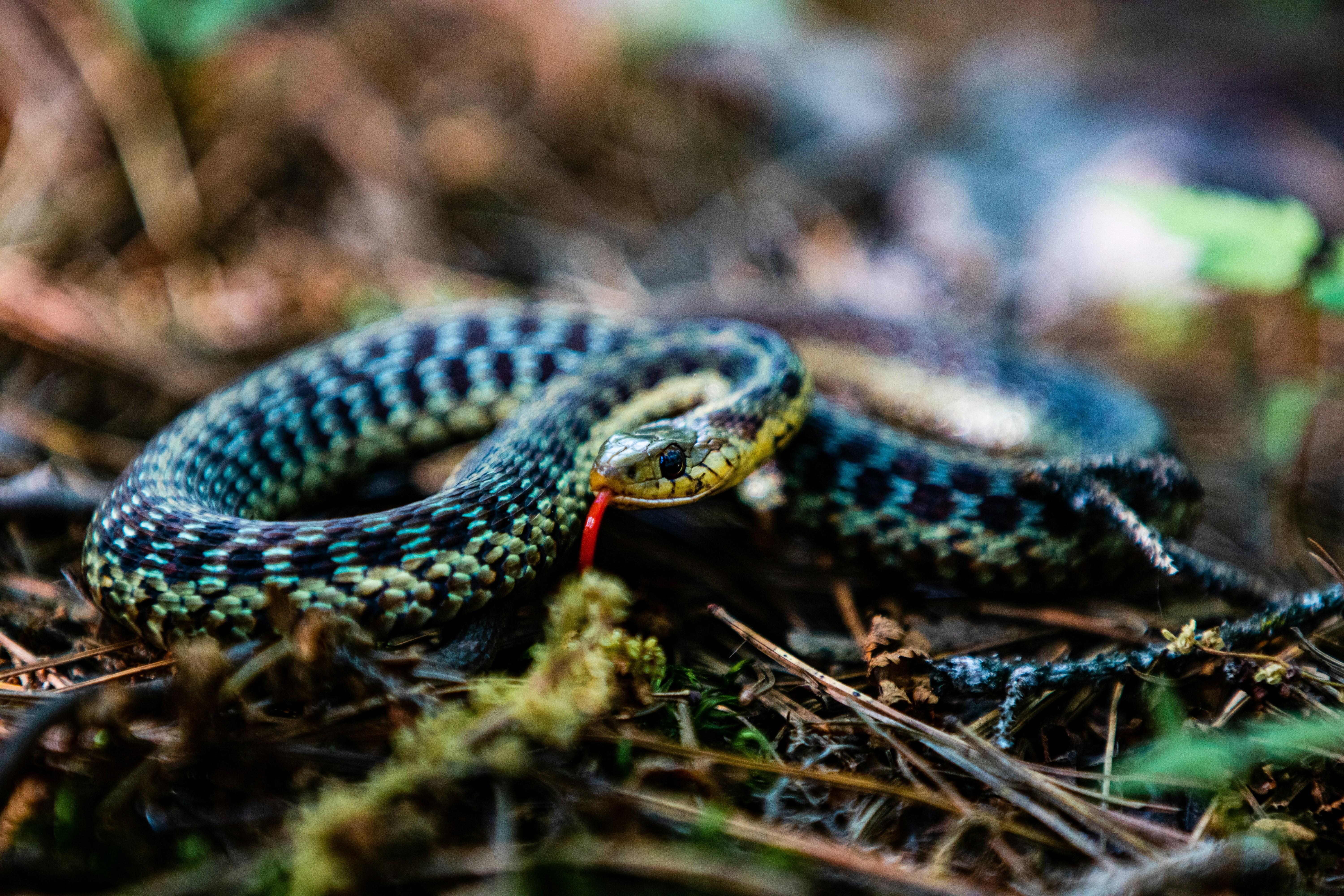 A blue and black snake laying on the ground photo – Free Snake Image on ...
