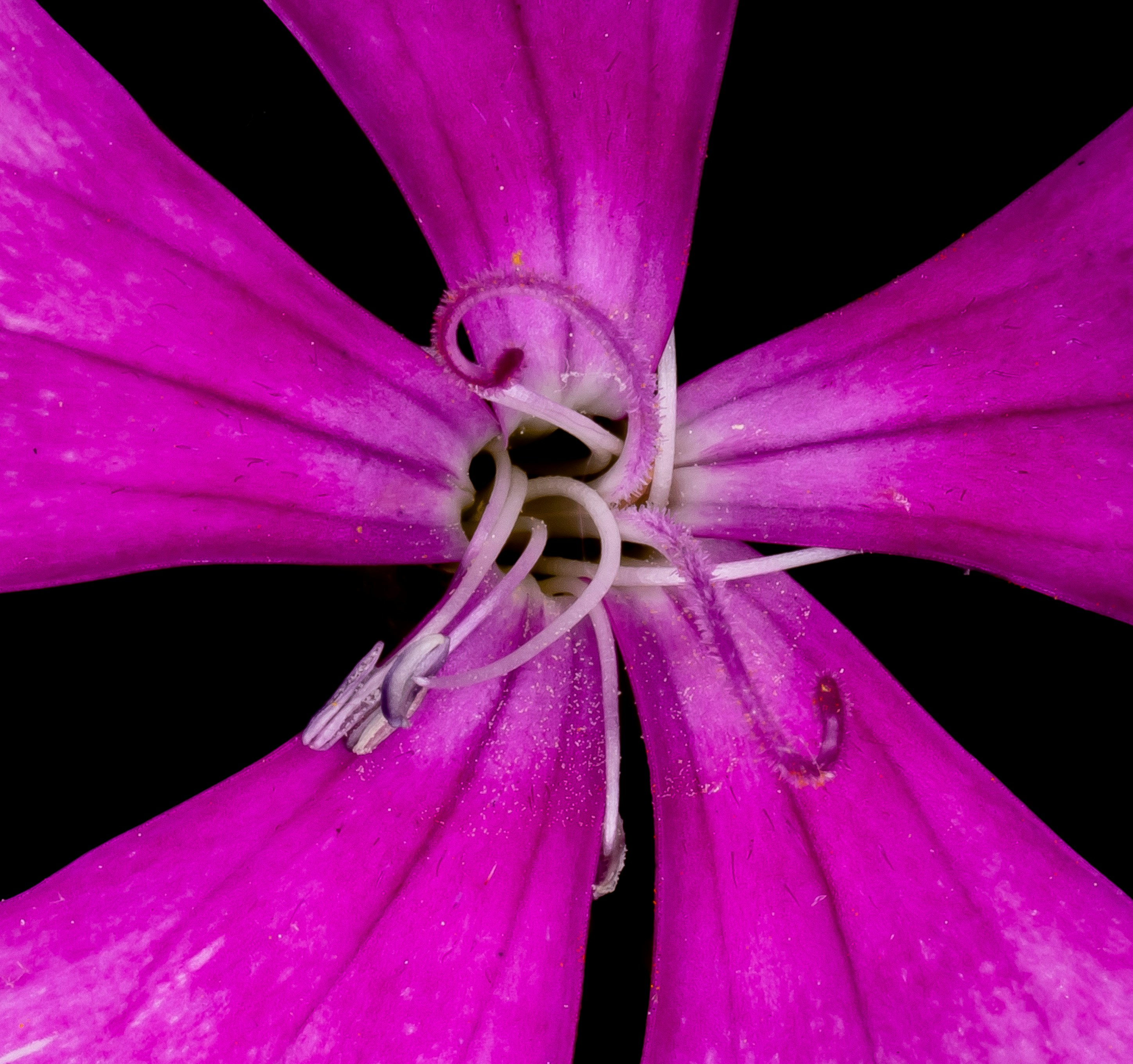 Magenta Heartbeat: Close-Up of a Bloom's Stamen Core