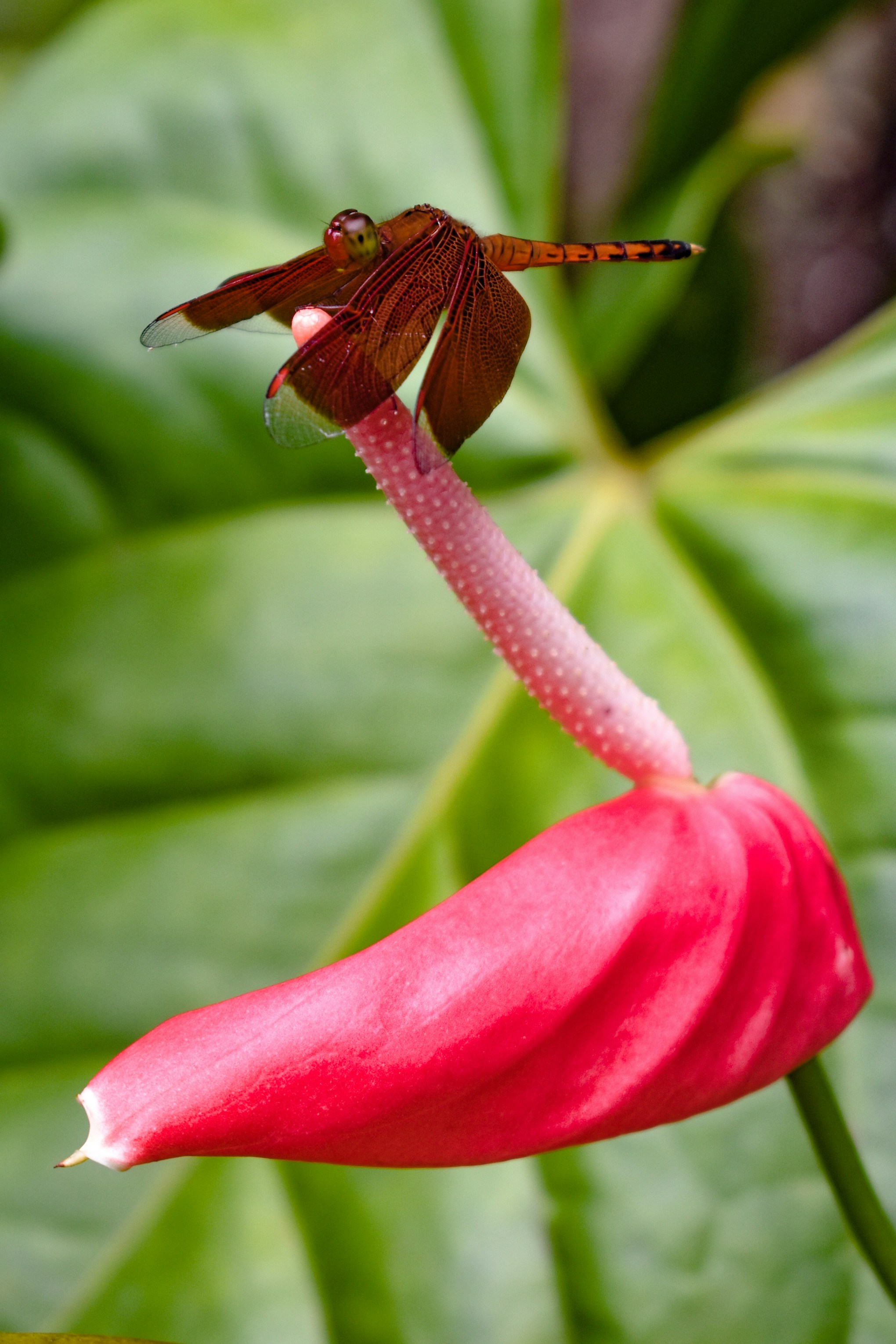 A red flower with a dragonfly sitting on top of it photo – Free ...