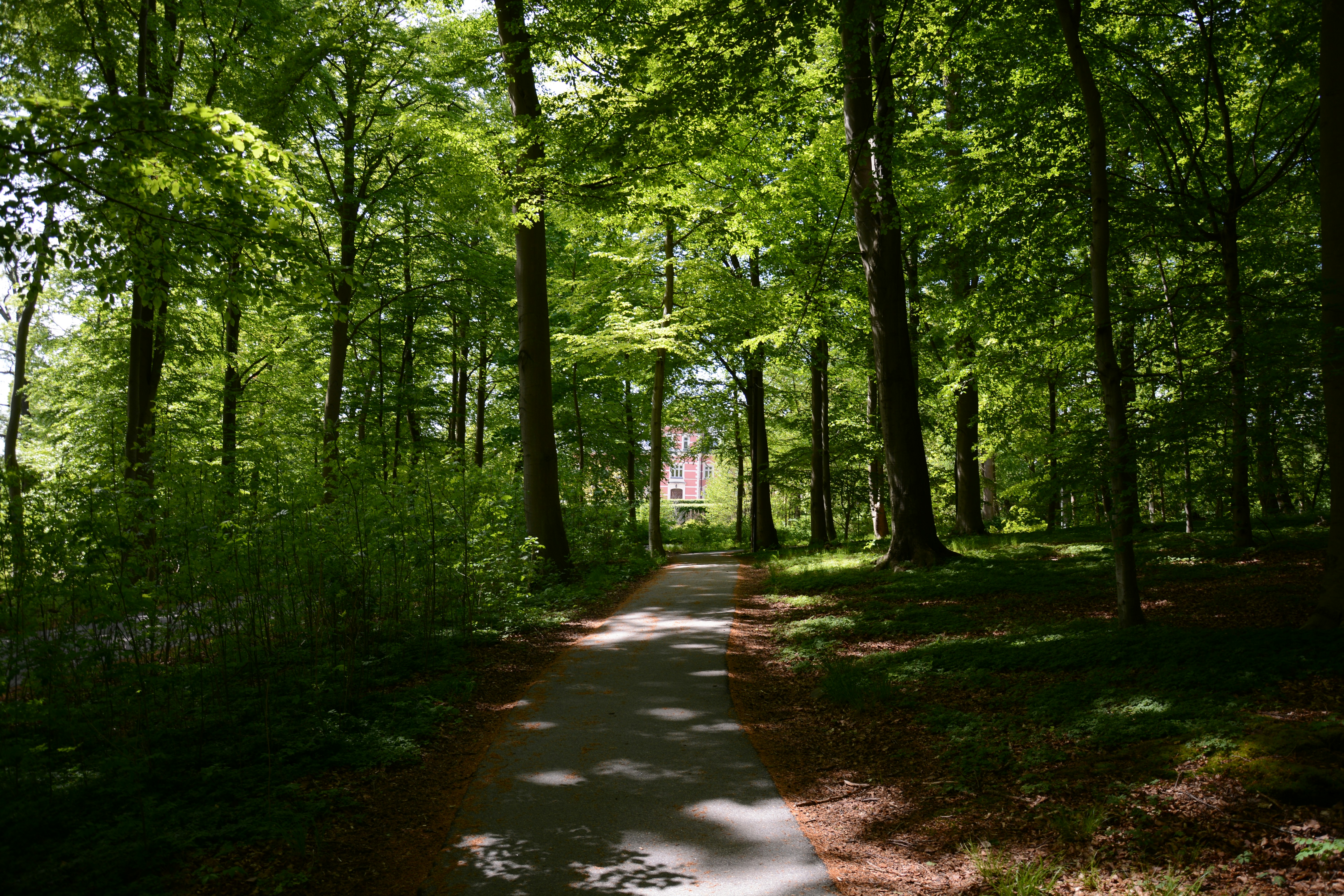 A path in the middle of a wooded area photo – Free Path Image on Unsplash