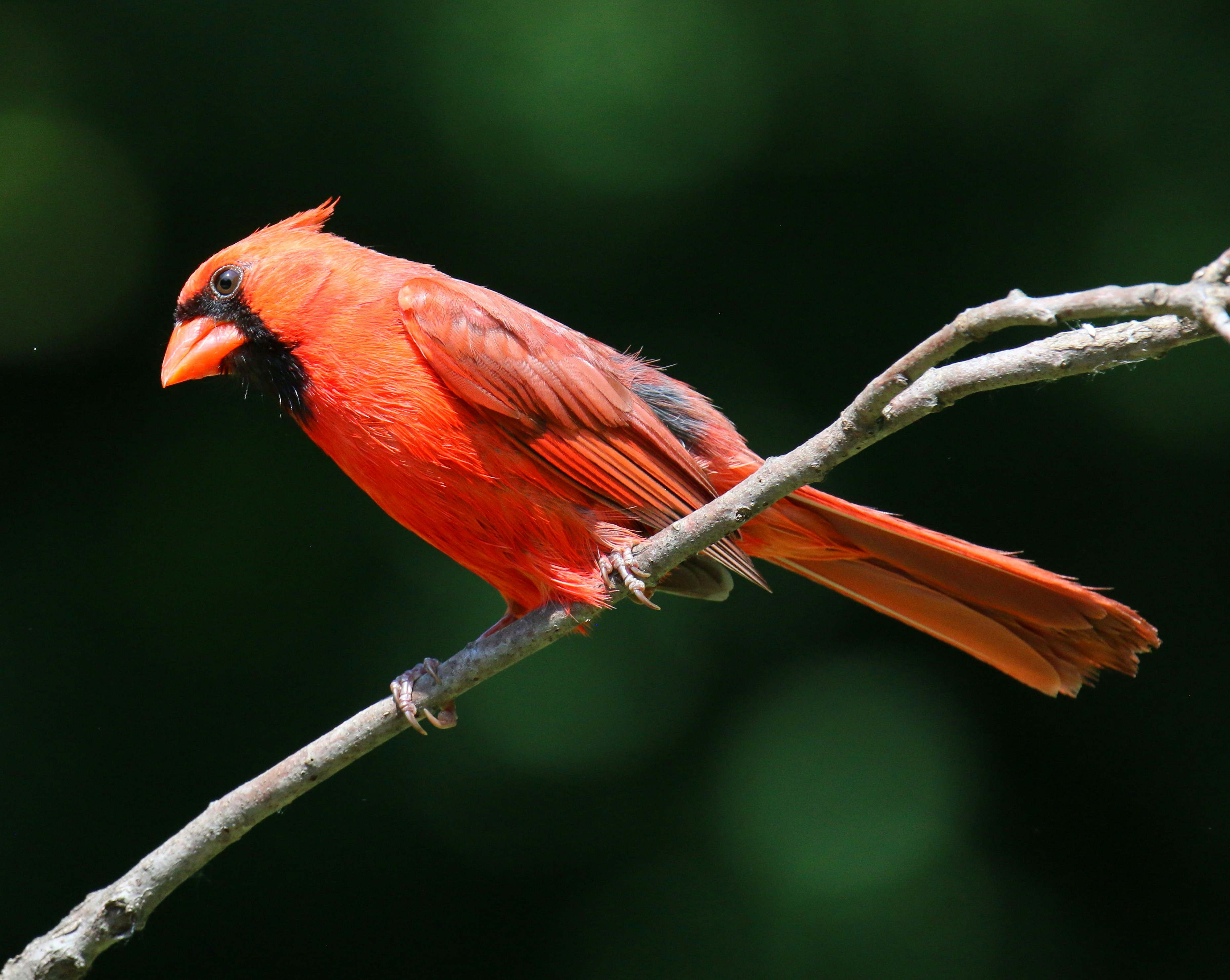 A bright red bird perched on a tree branch photo – Free Kokomo Image on ...