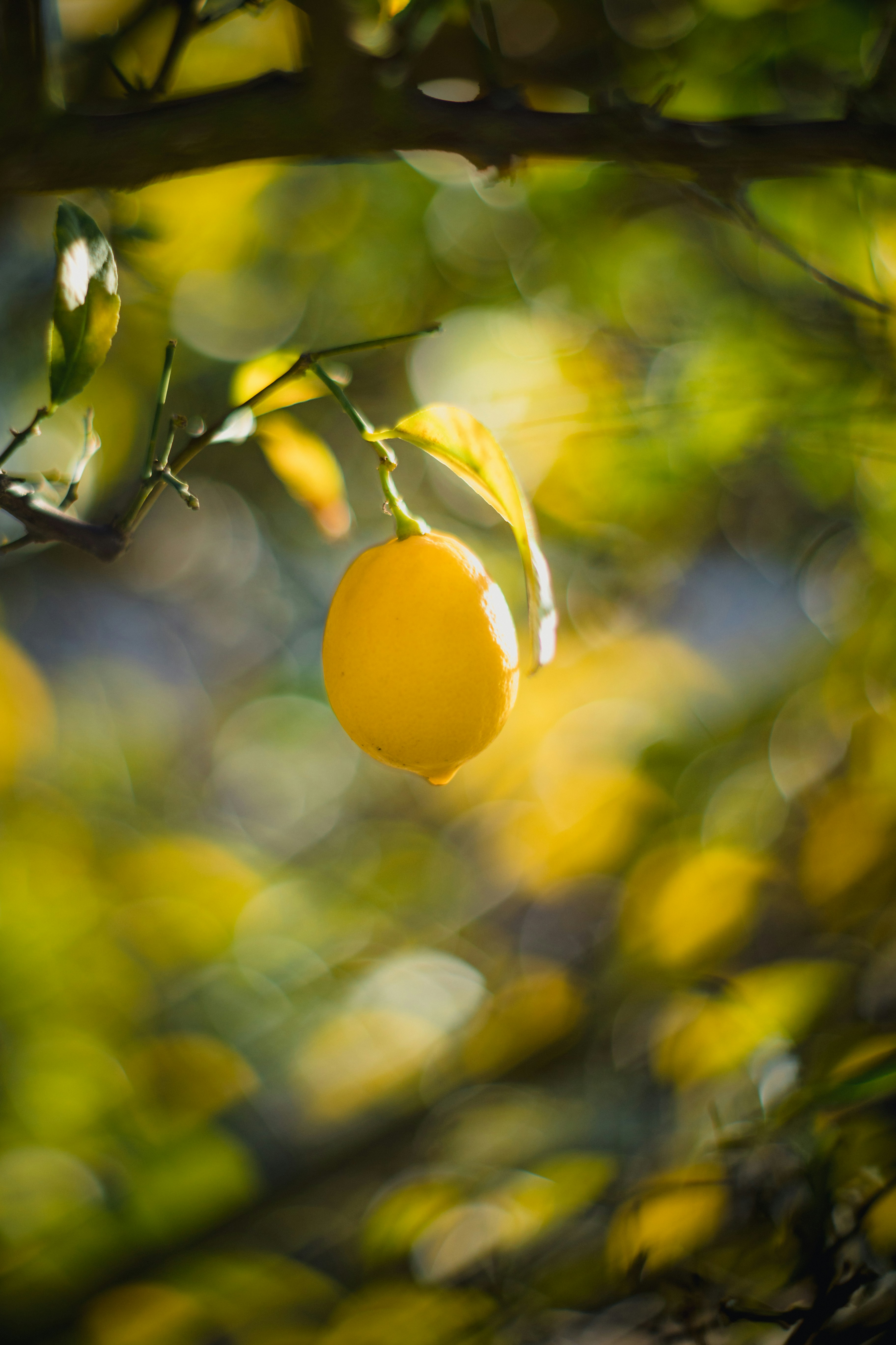 A lemon hanging from a tree branch in the sunlight photo – Free Citrus ...
