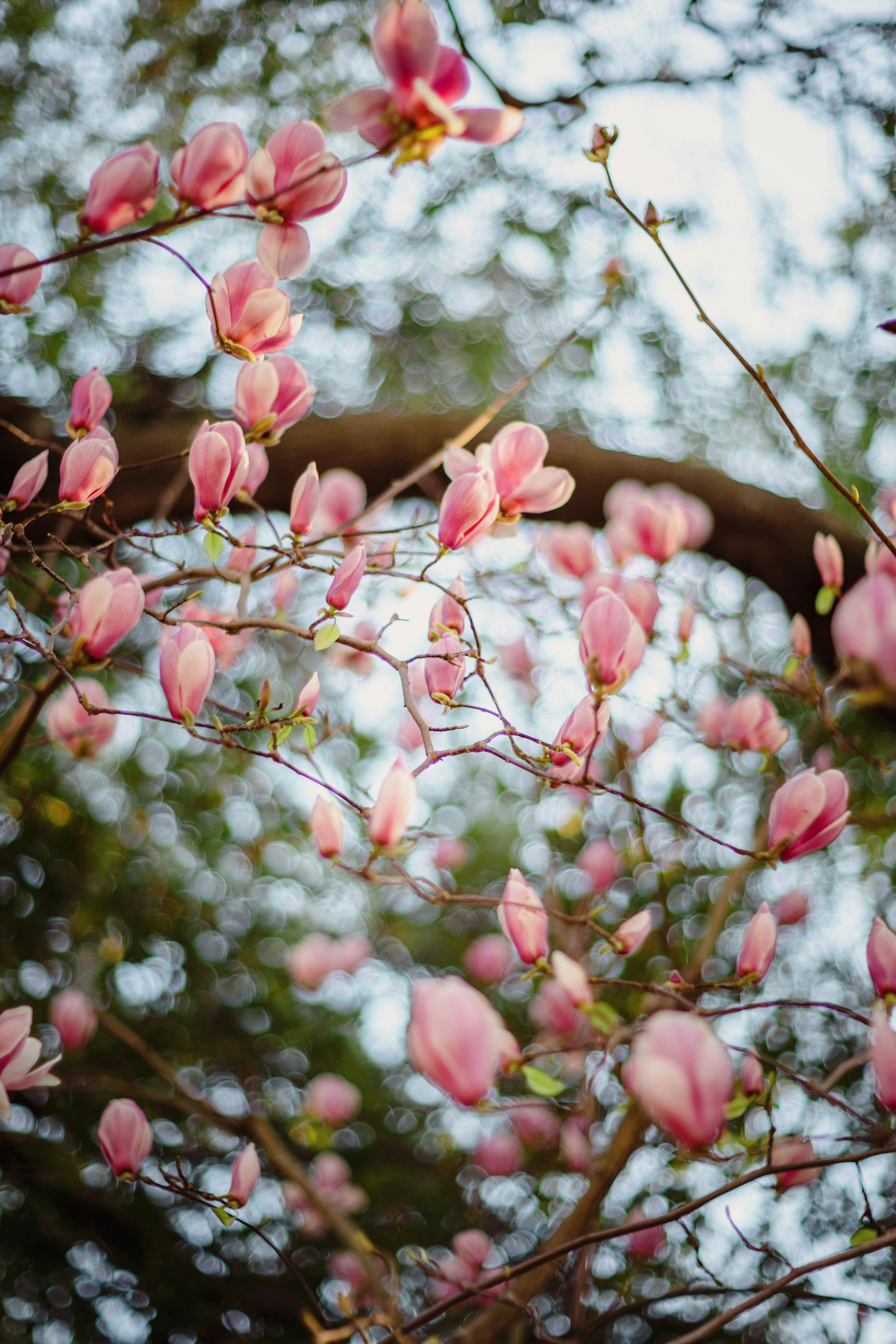 A bunch of pink flowers growing on a tree photo – Free Nature Image on ...
