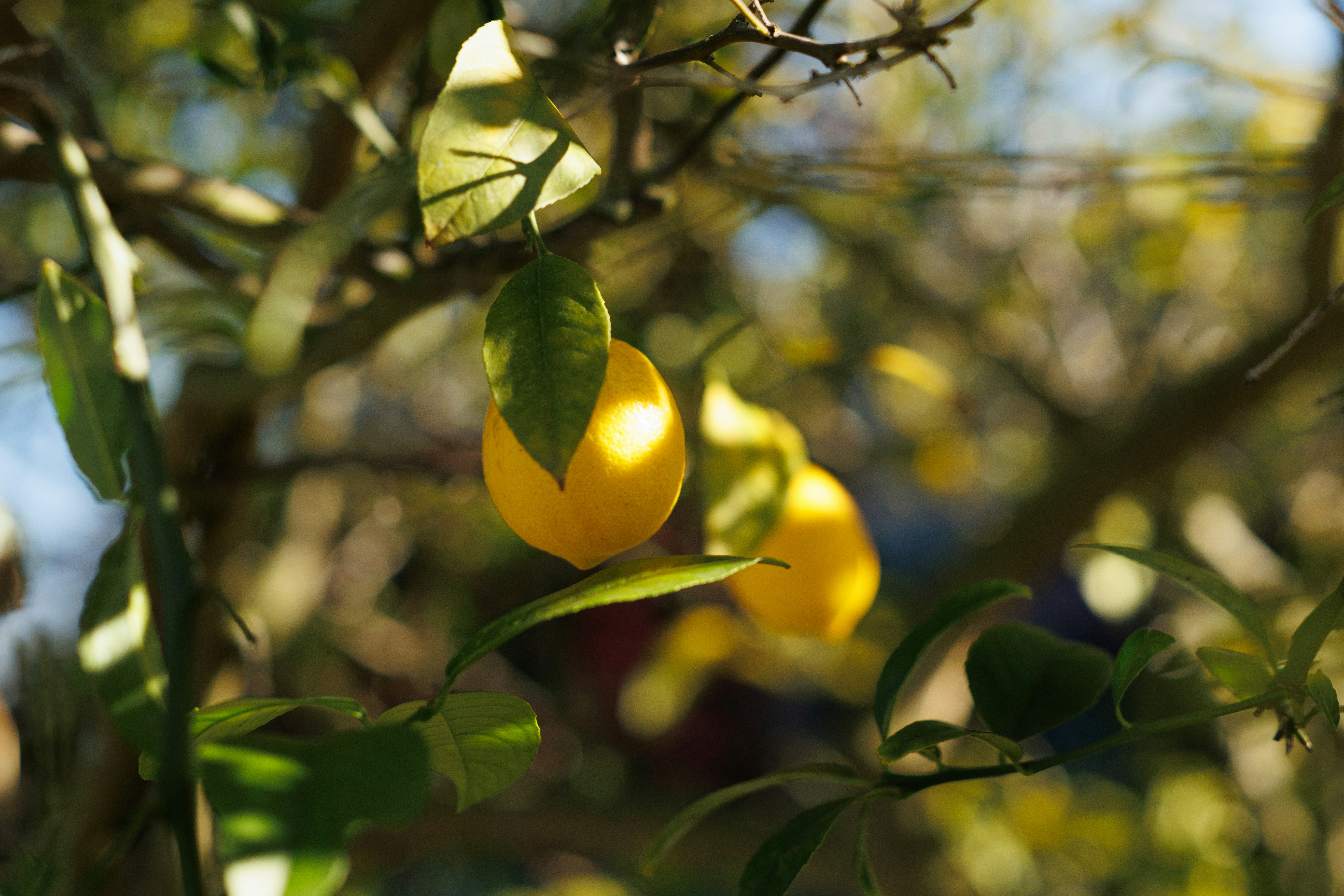 A lemon tree filled with ripe lemons on a sunny day photo – Free Citrus ...
