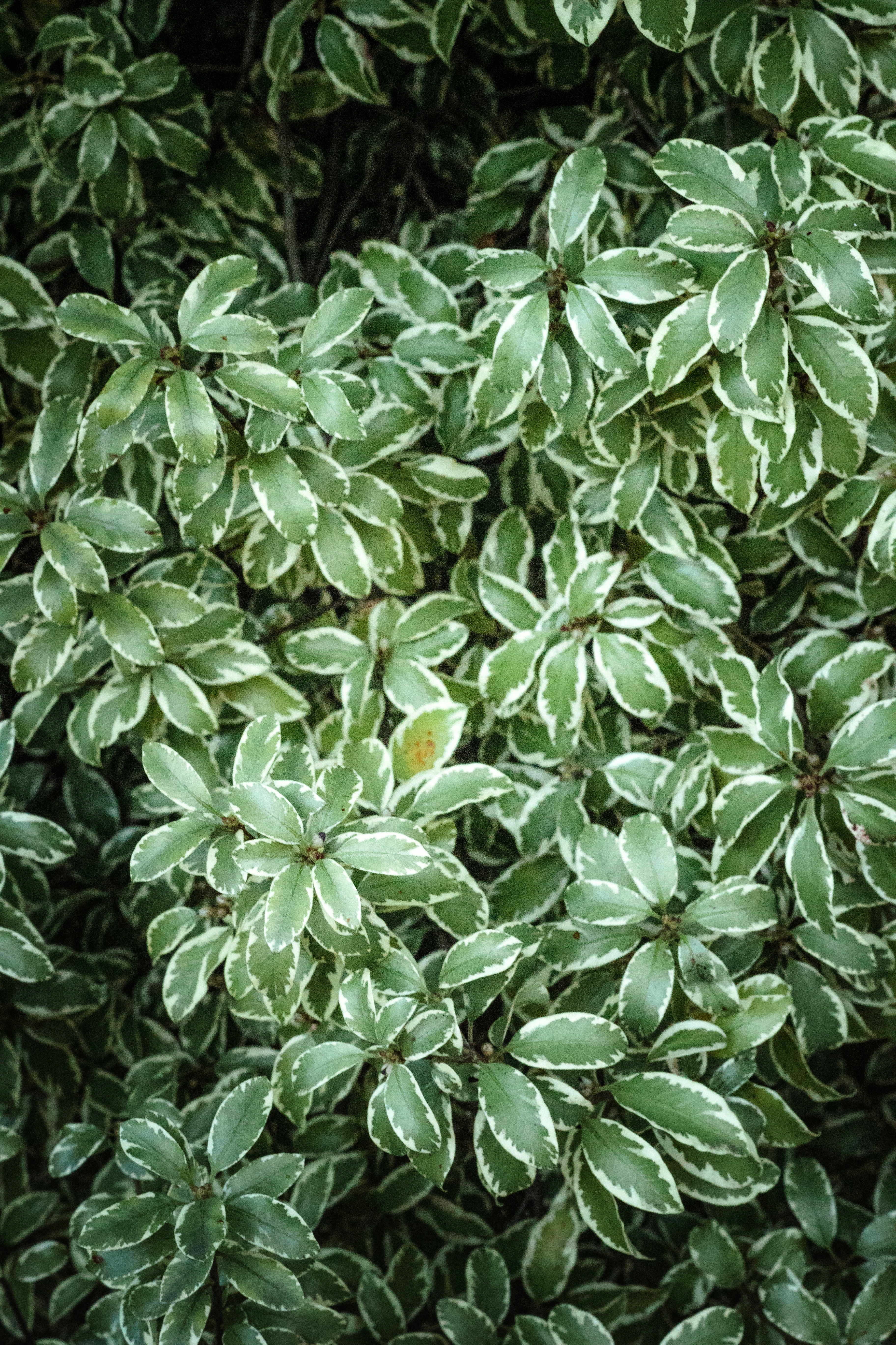 Photo by Jason Leung with Canon EOS R6