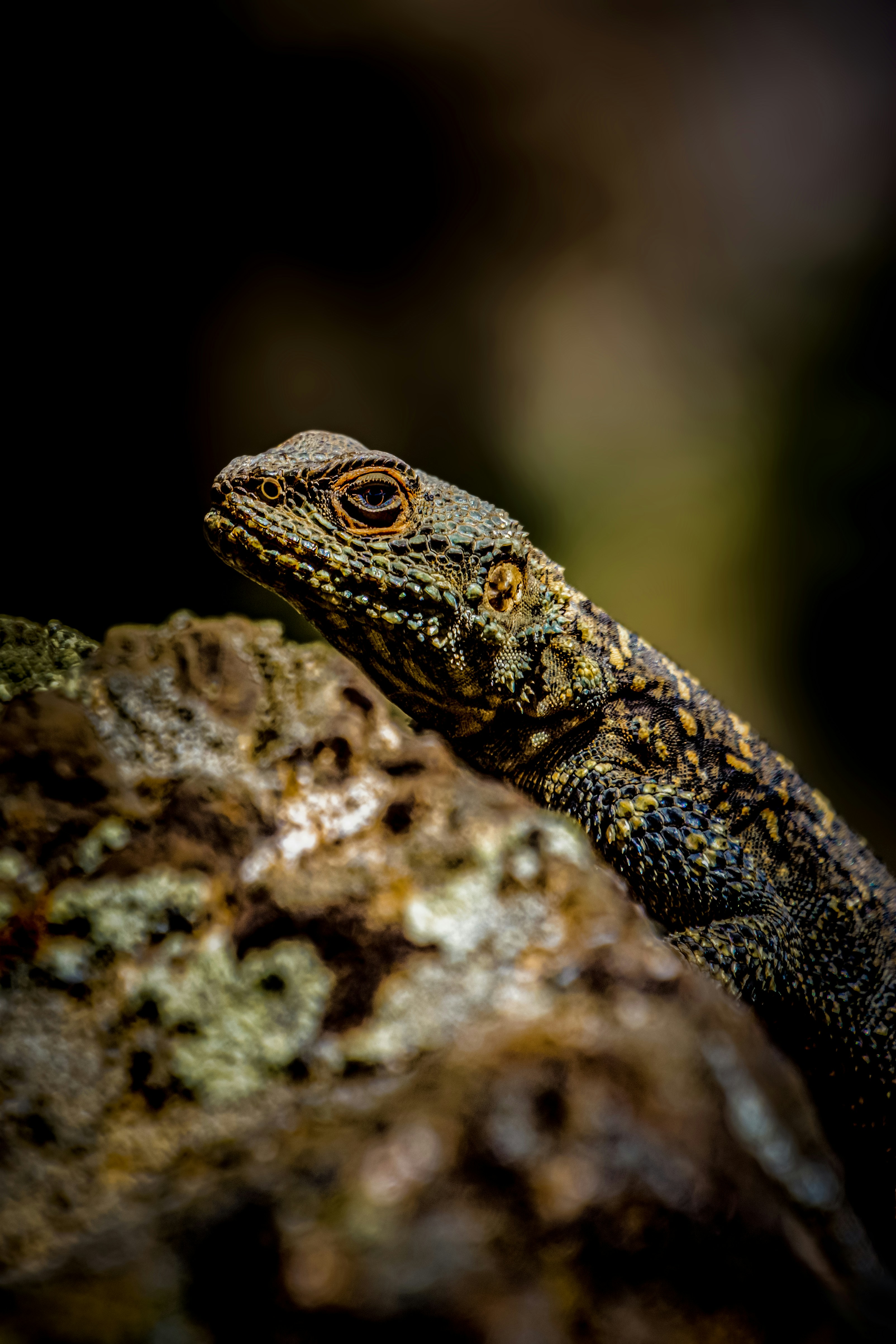 A close up of a lizard on a rock photo – Free Lorestan province Image ...