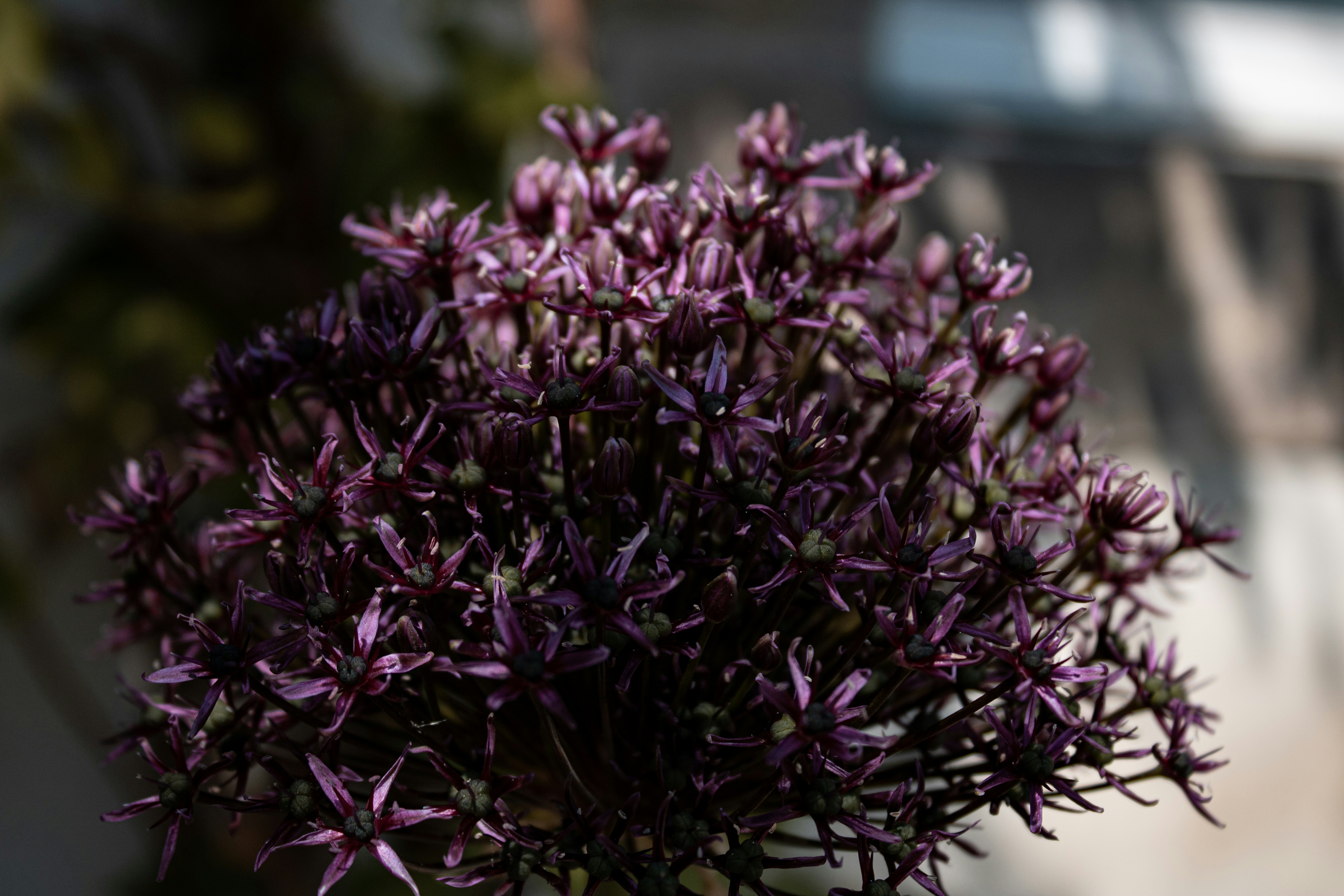 Midnight Bouquet: A Deep Purple Bloom in Soft Spotlight