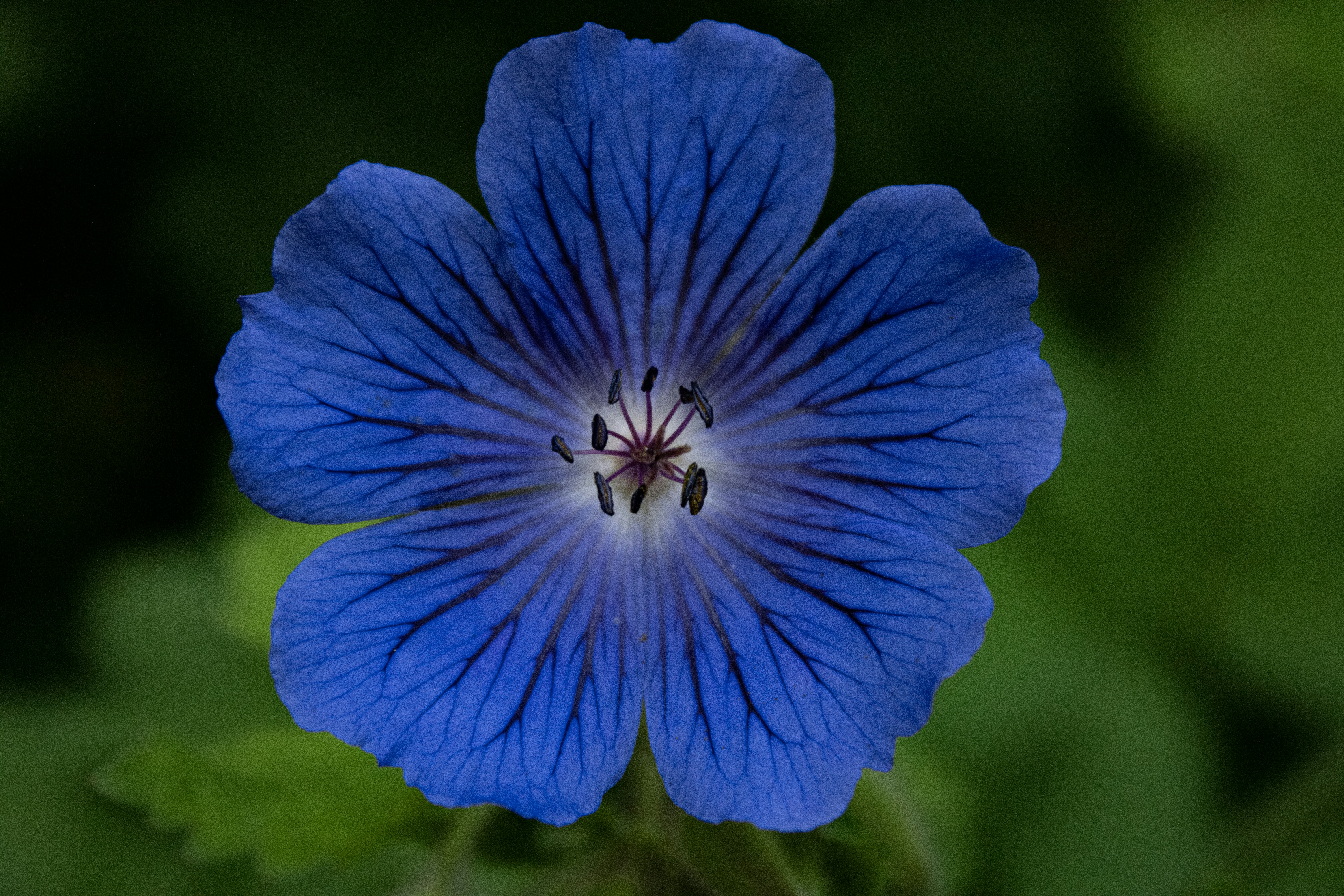 A blue flower with green leaves in the background photo – Free Flower ...